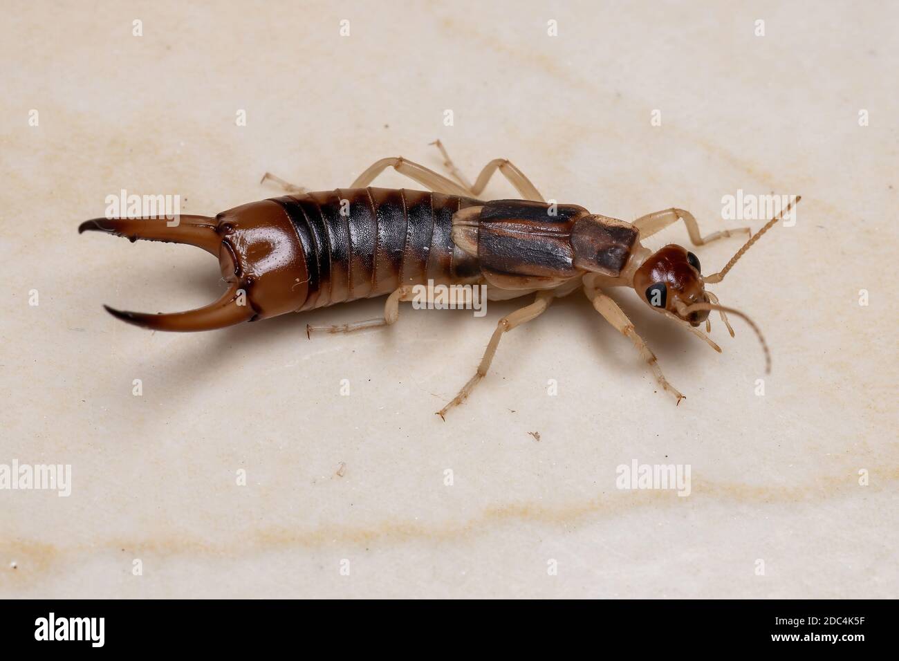 Labidura riparia hi-res stock photography and images - Alamy