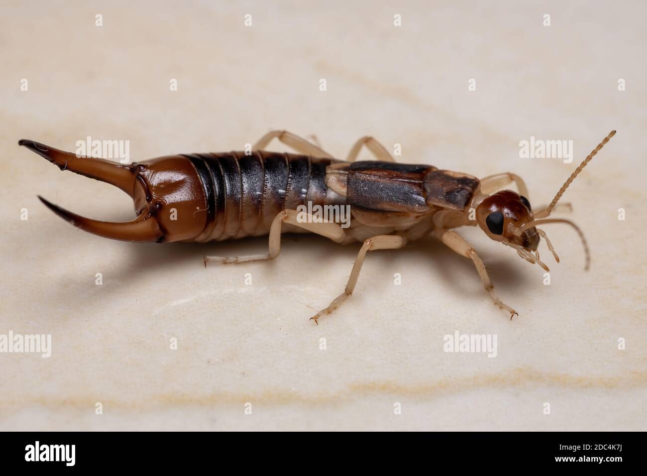 Adult Shore Earwig of the species Labidura riparia Stock Photo - Alamy