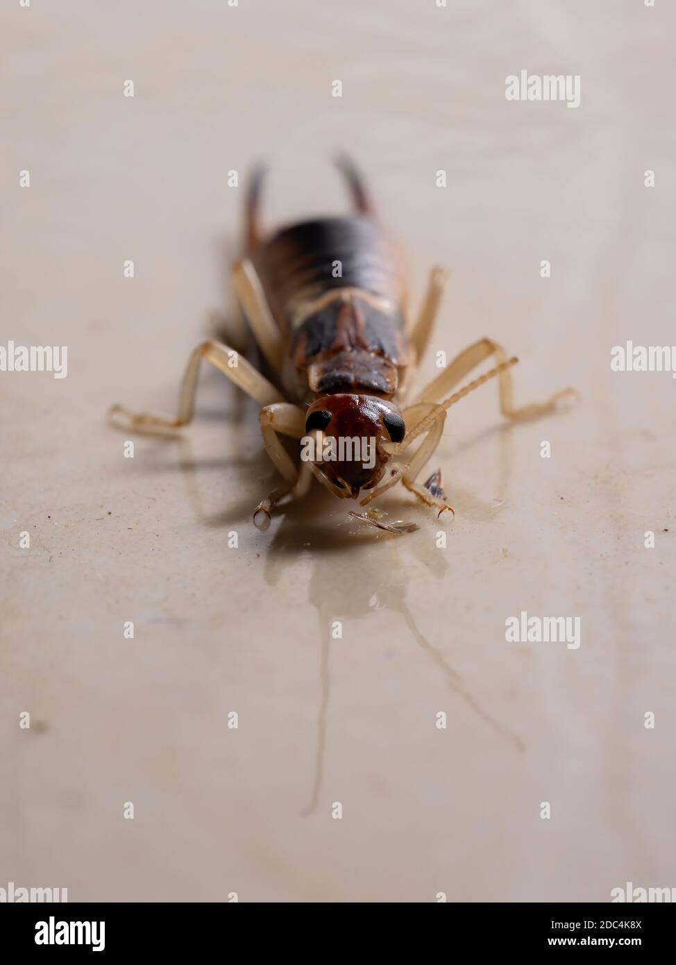 Adult Shore Earwig of the species Labidura riparia Stock Photo - Alamy