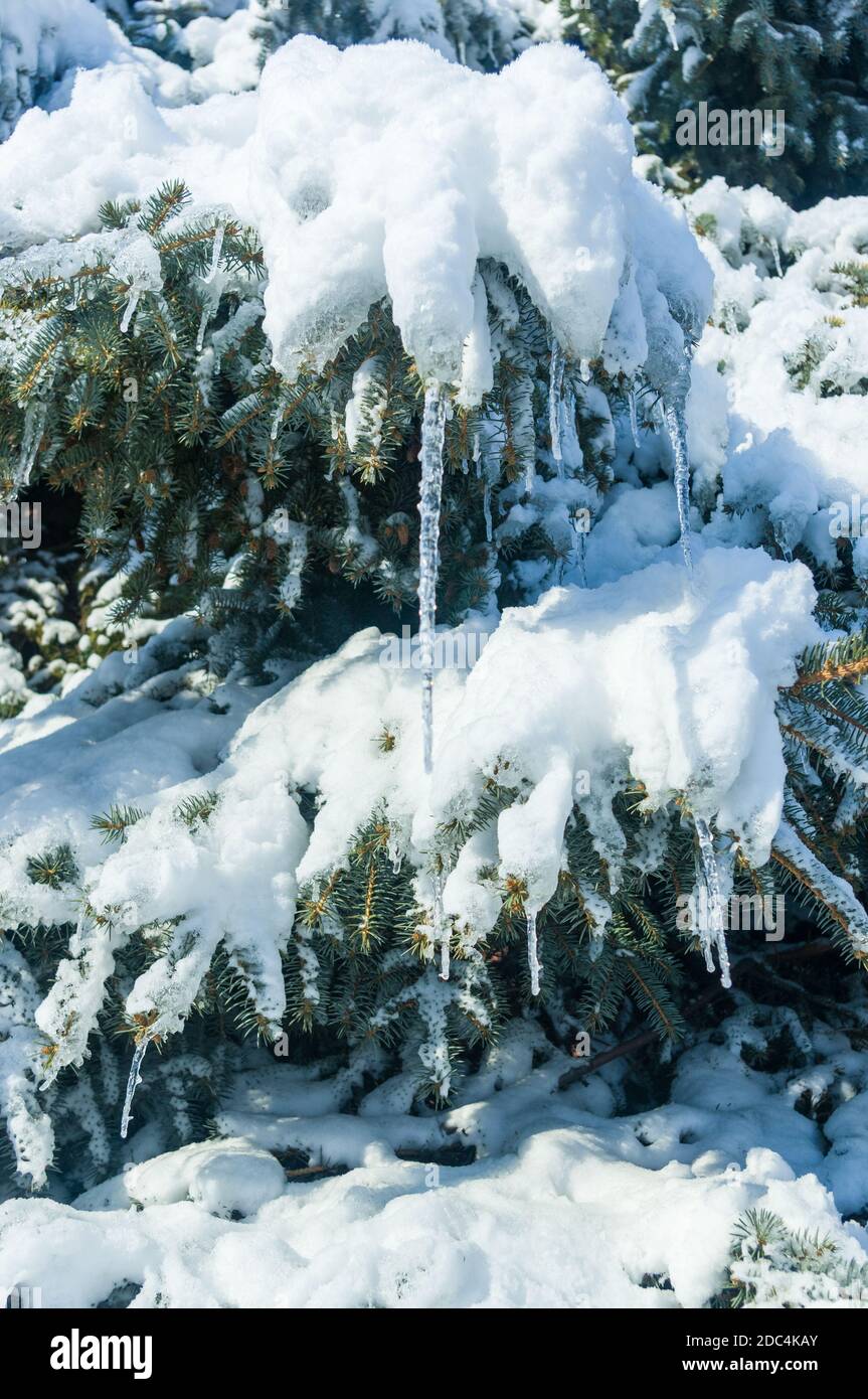 Winter landscape - snow and icicles on spruce branches sparkle in the ...