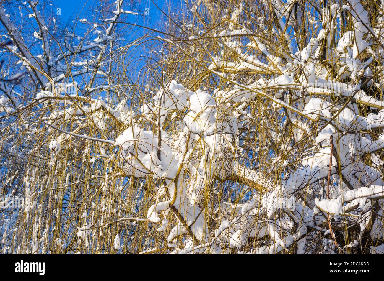 Winter landscape - snow and icicles on tree branches sparkle in the ...