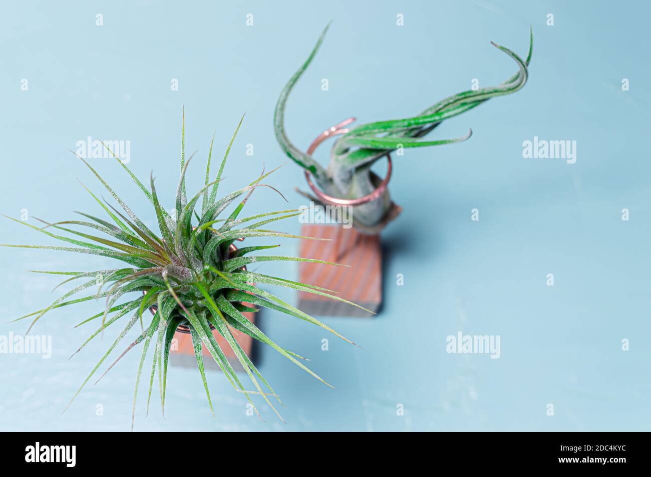 Blue medusa hi-res stock photography and images - Alamy