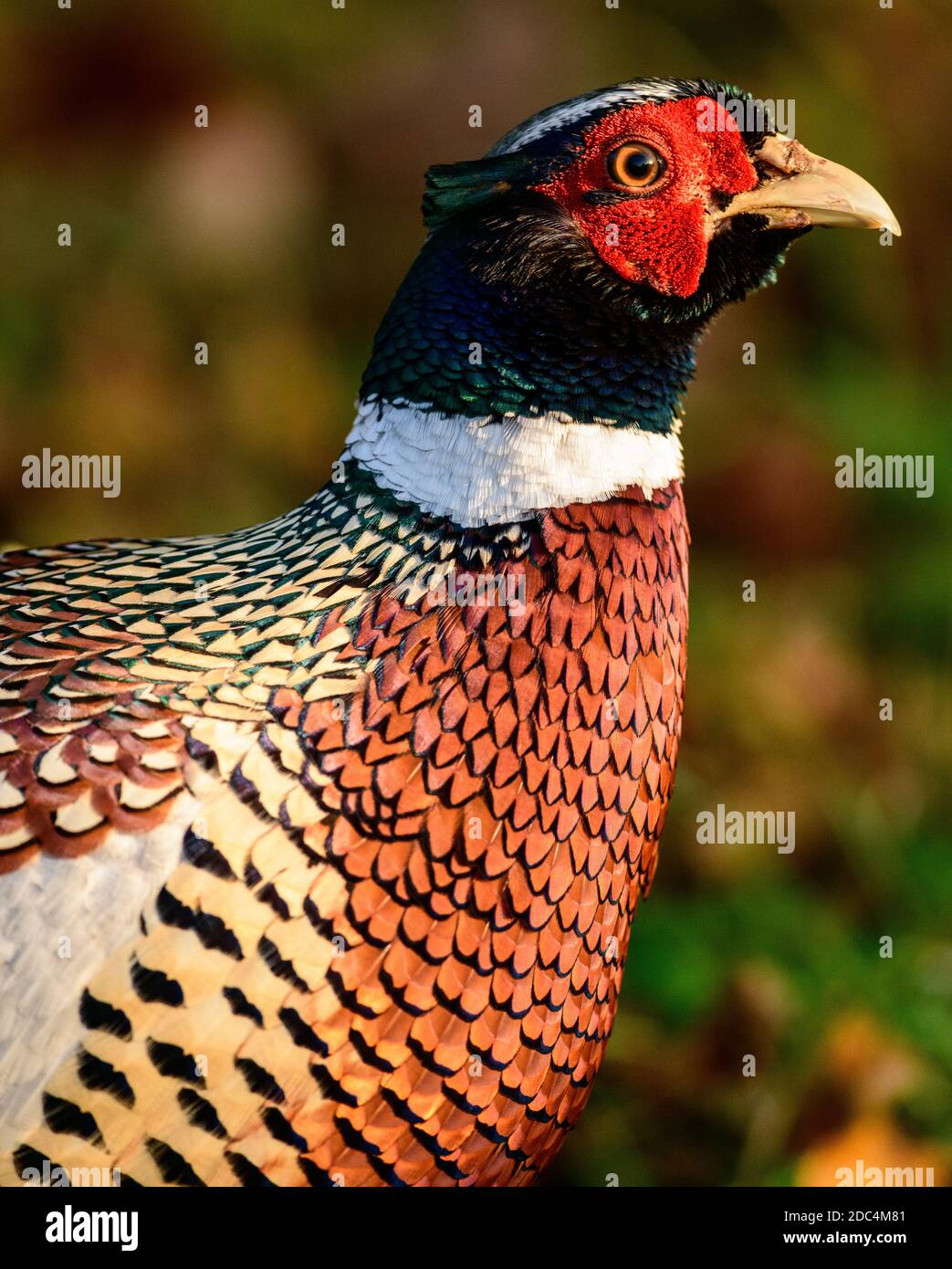 Cock Pheasant against blurred background Stock Photo - Alamy