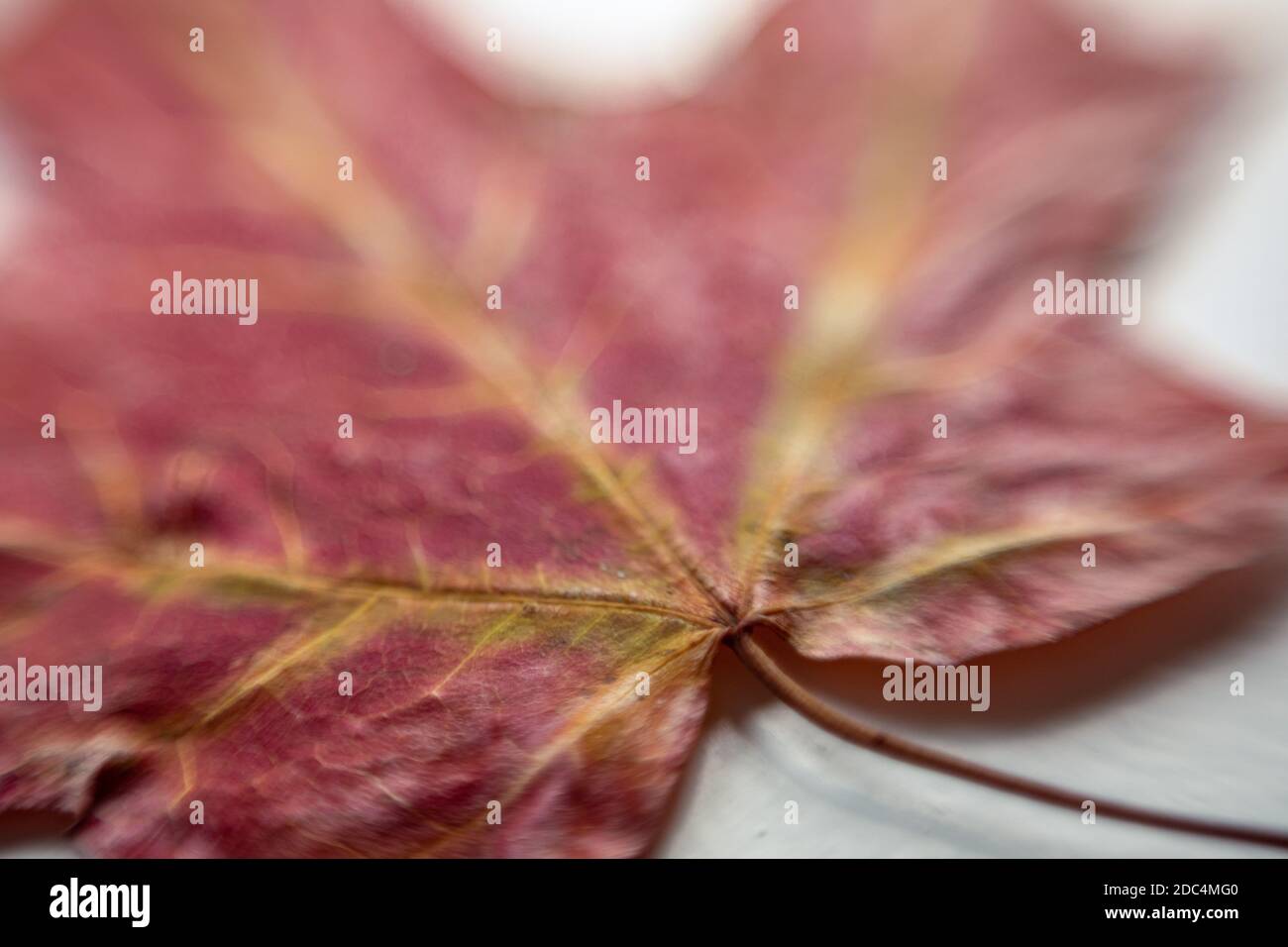 Macro maple leaf hi-res stock photography and images - Alamy