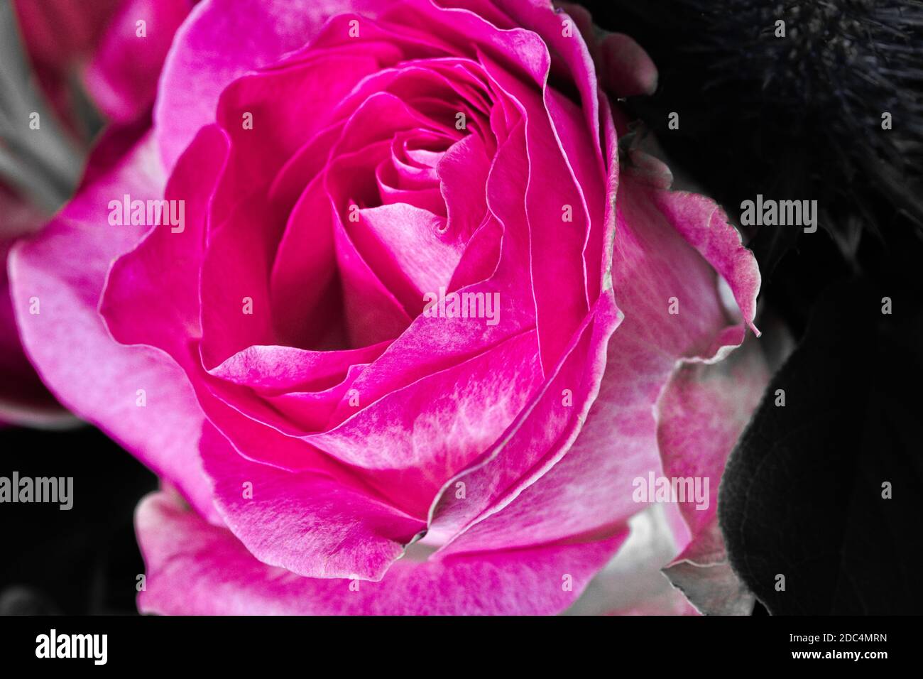 Arose in our room in the Netherlands. this photo from macro photo from ...