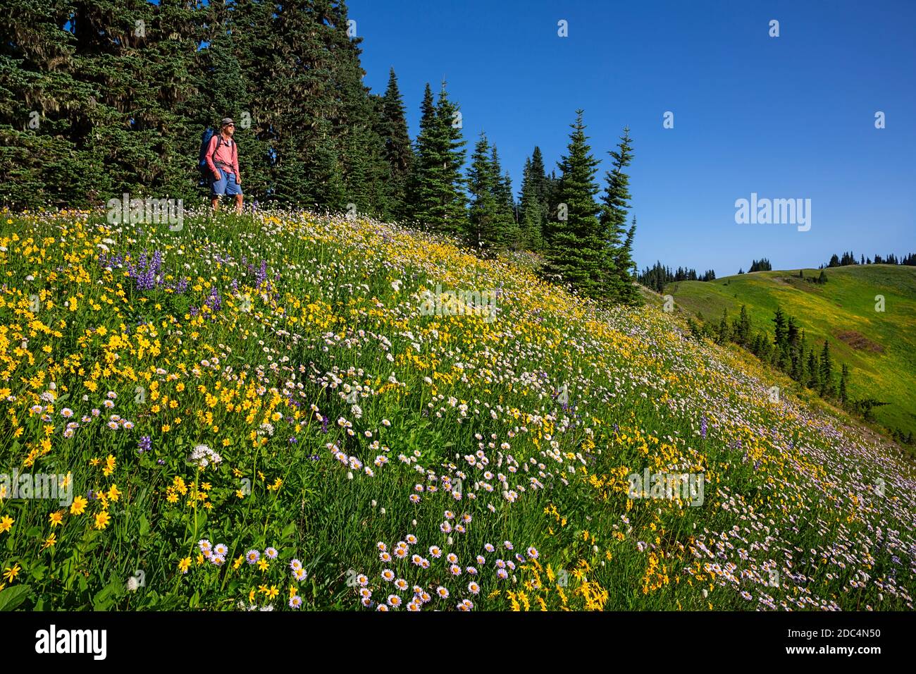 WA18230-00...WASHINGTON - Hiker walking Skyline Divide Trail through a ...