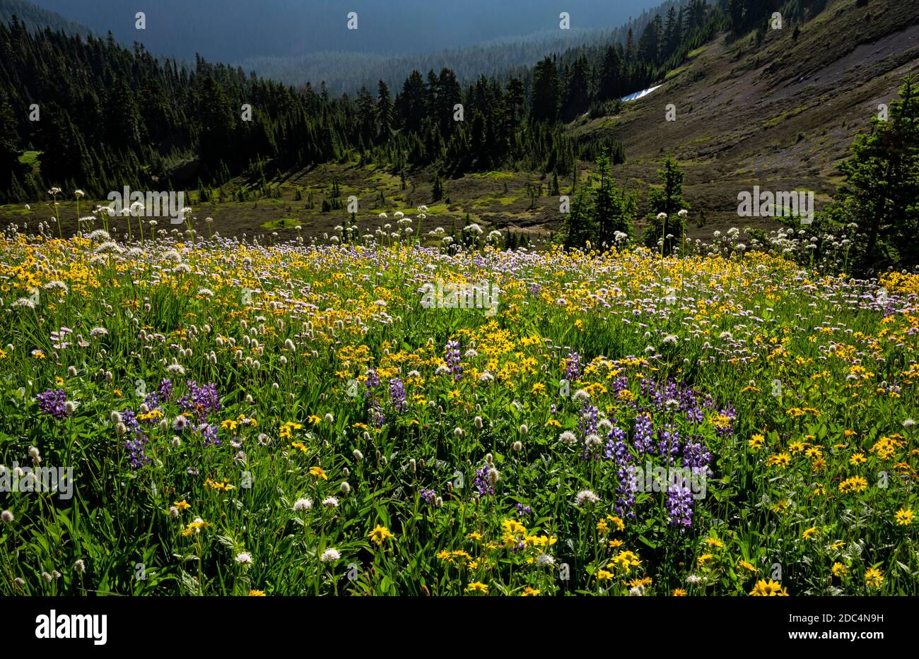 WA18235-00...WASHINGTON - Colorful wildflower meadow viewed from the ...
