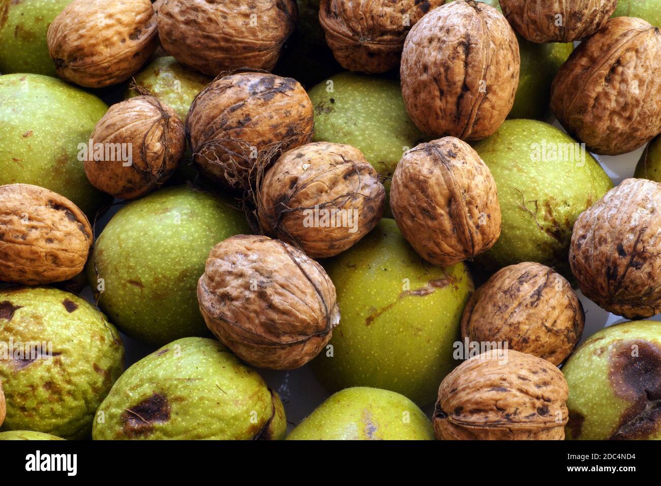 Walnuts freshly shelled and nuts in green husk. Autumn harvest from the ...