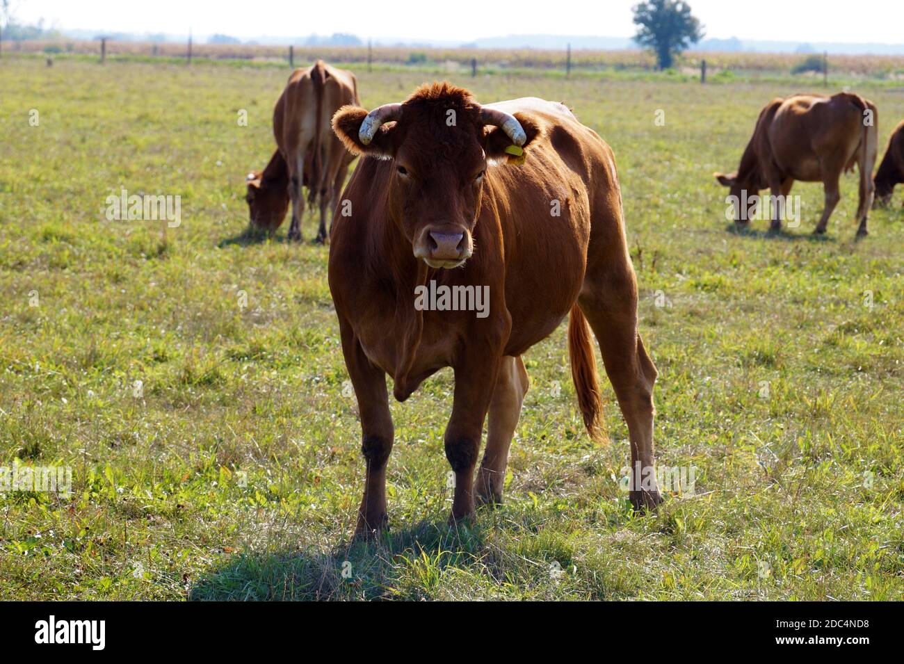 A brown-colored cow (limousine breed) the entire silhouette Stock Photo ...