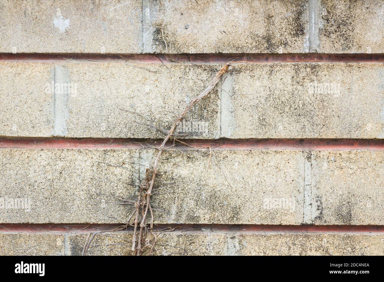 old grunge wall with tree root Stock Photo - Alamy