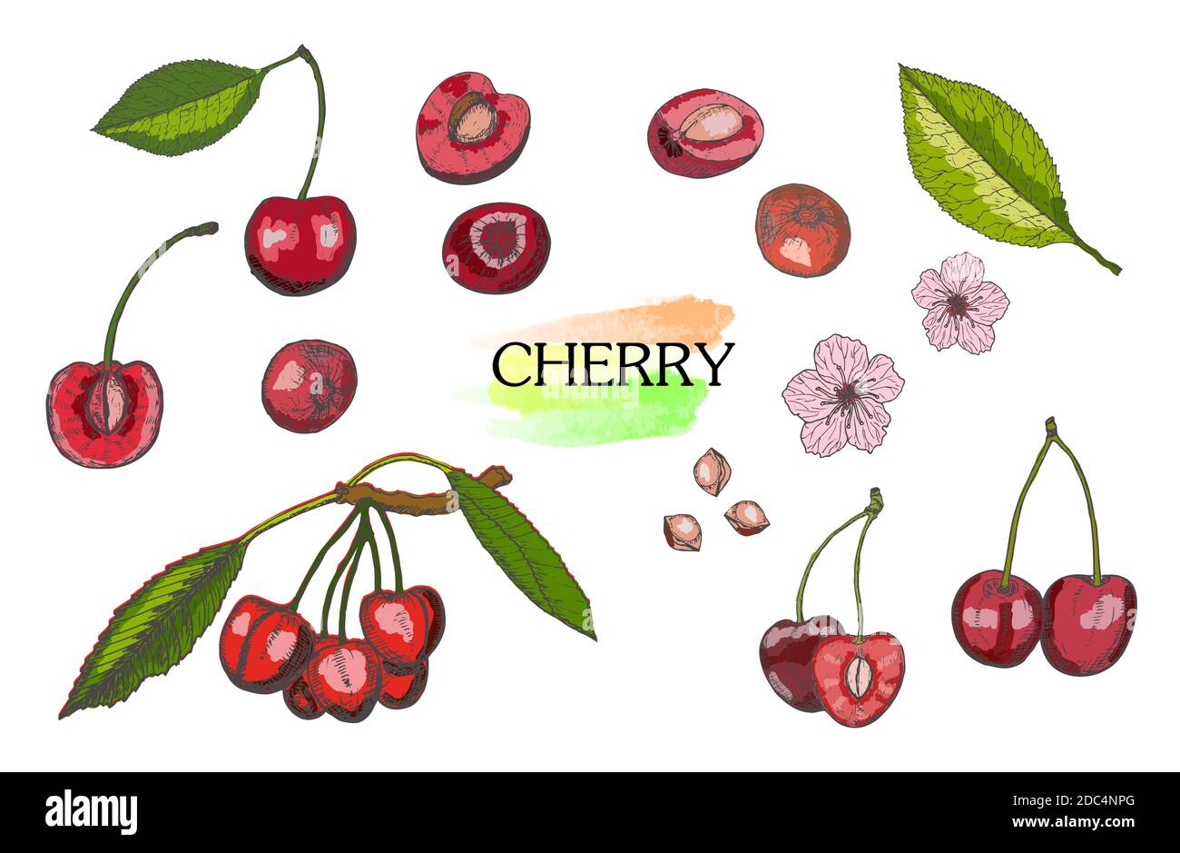 Hand drawn colored cherry set isolated on white background.Vintage food ...