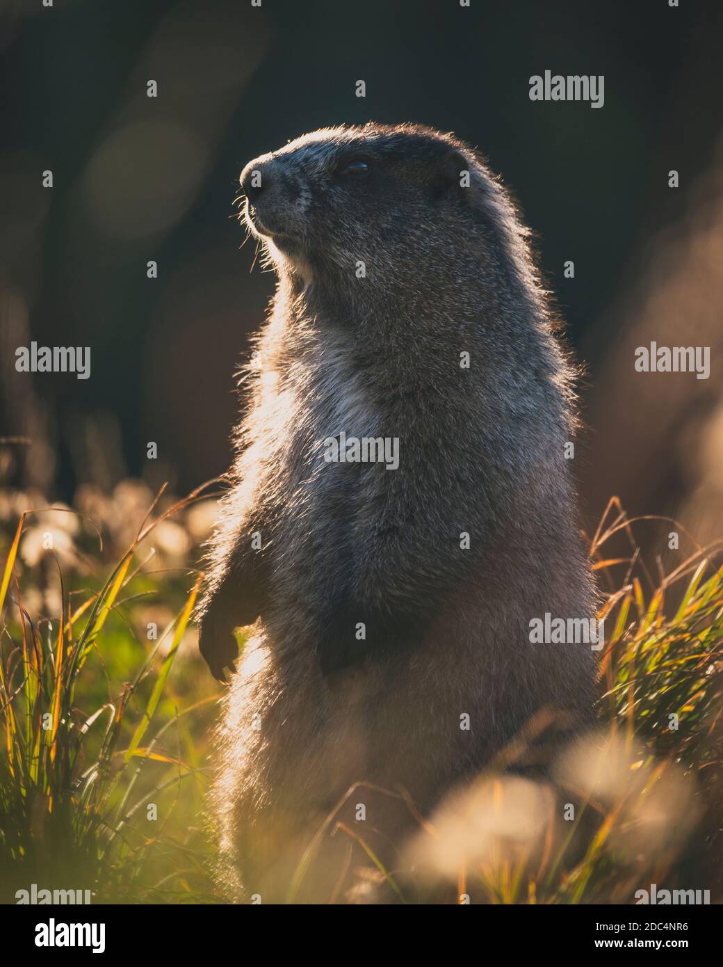 Pacific northwest wildlife hi-res stock photography and images - Alamy