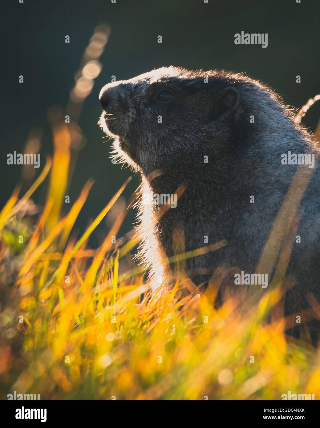 North american ground squirrel hi-res stock photography and images - Alamy