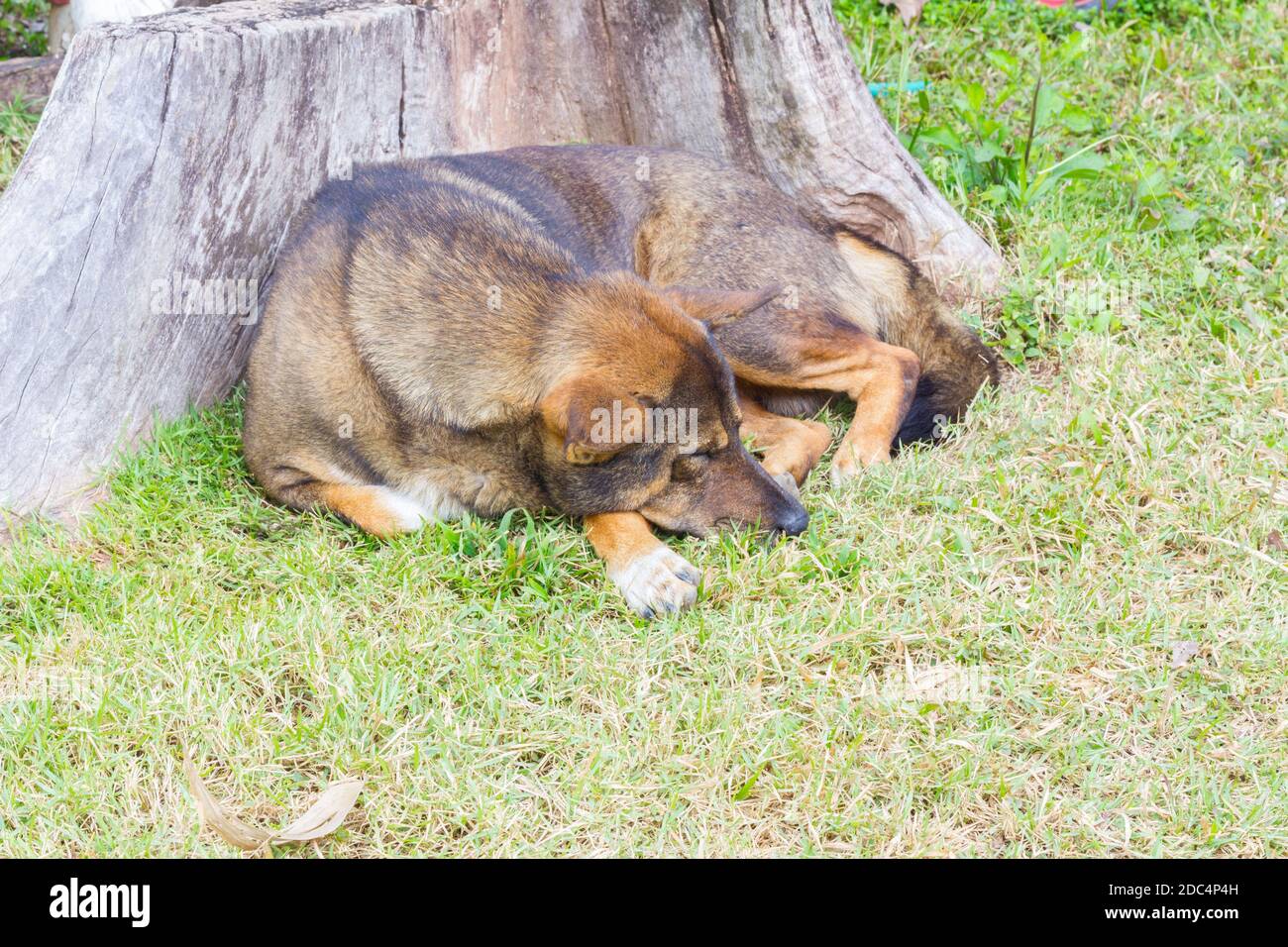 Thai dog sleep happily in grass yard at dead tree Stock Photo - Alamy