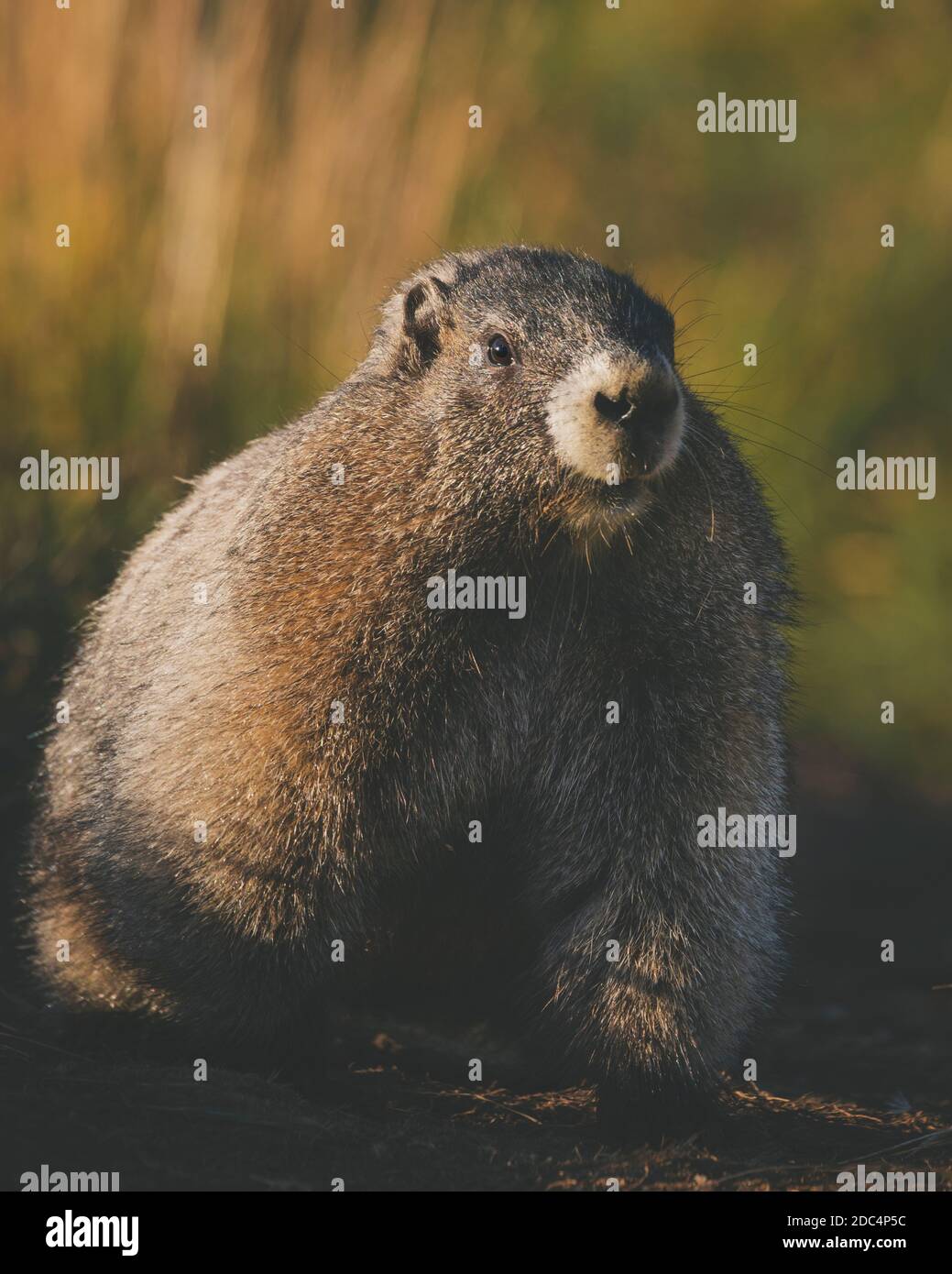 Marmota caligata cascandensis hi-res stock photography and images - Alamy
