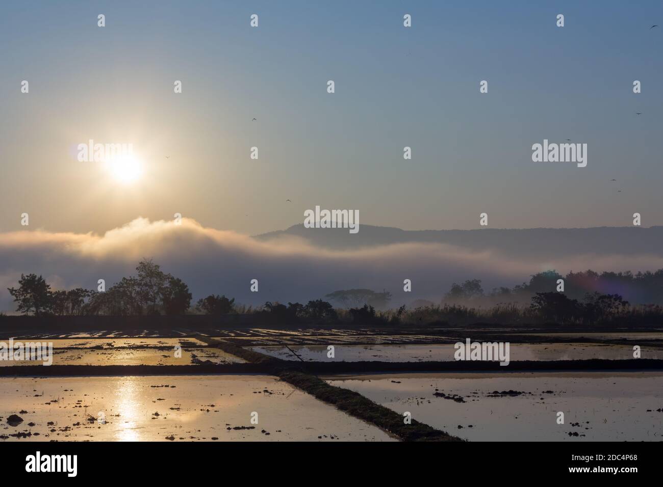 rice field over the mountain range with cloud and beautiful sunrise ...