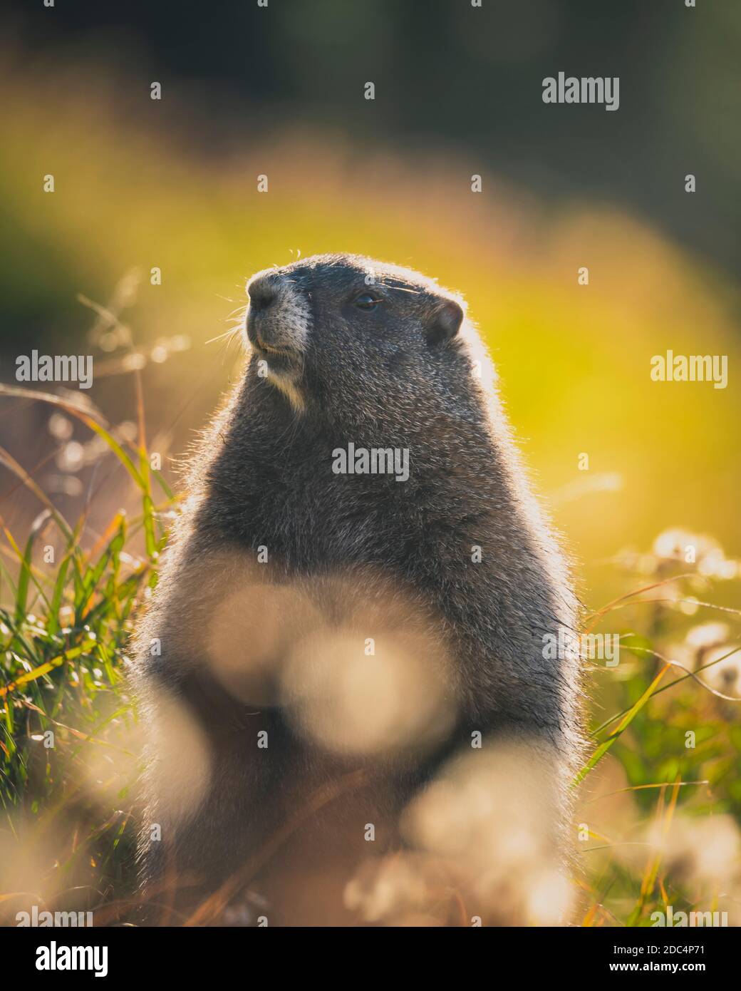 Pacific northwest wildlife hi-res stock photography and images - Alamy