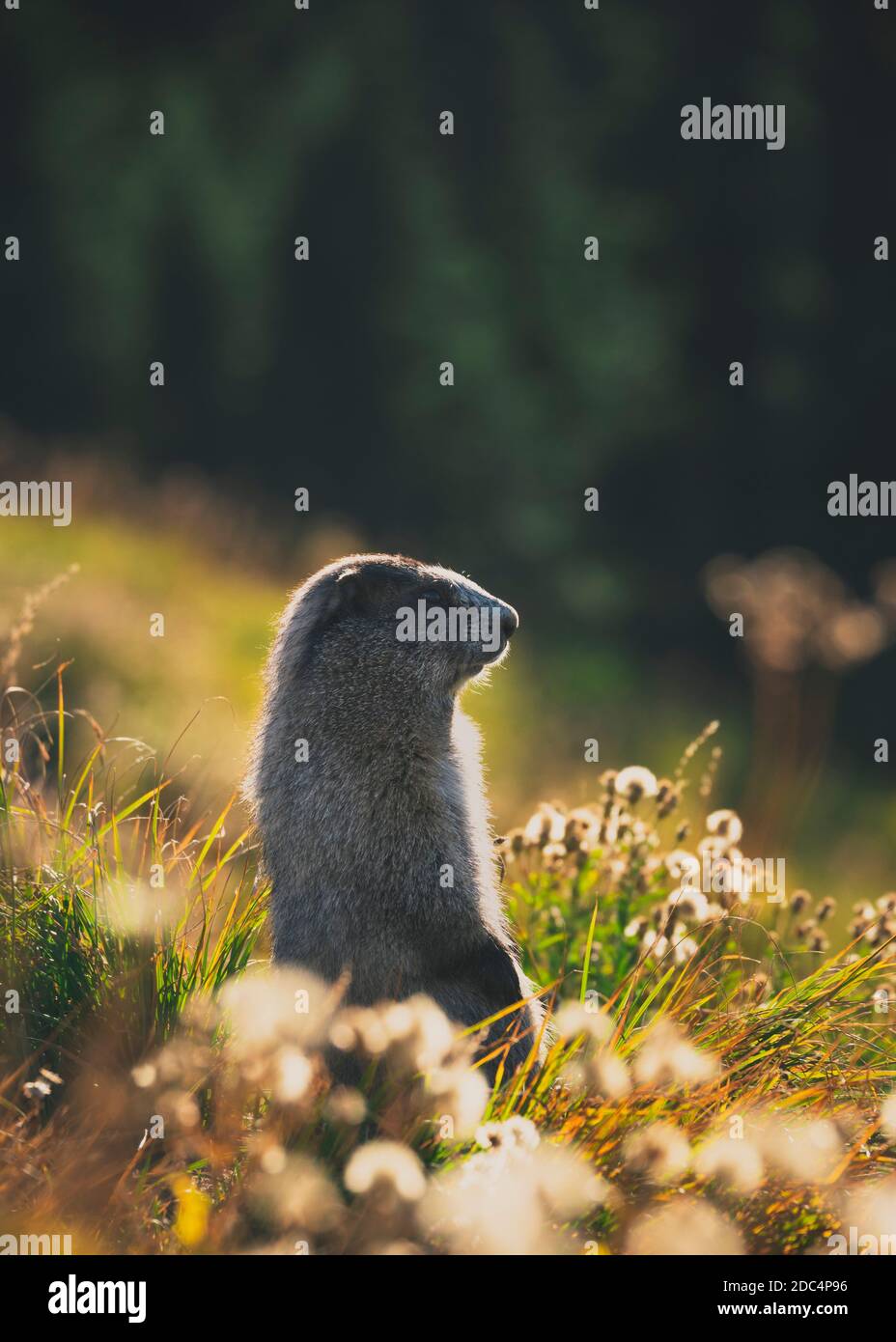 State park guide hi-res stock photography and images - Alamy