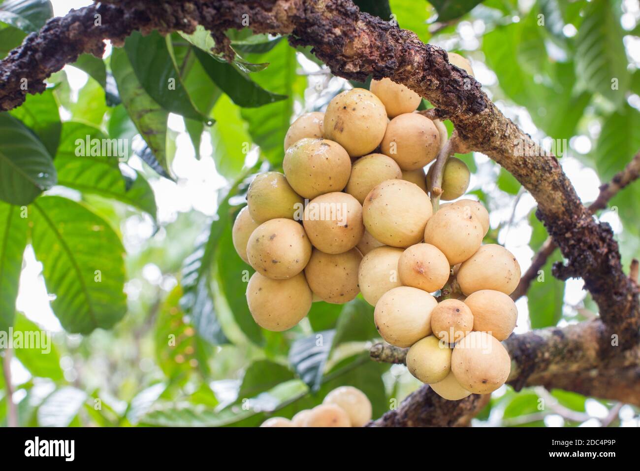 Fresh Southern langsat on its tree after raining in Thailand Stock ...