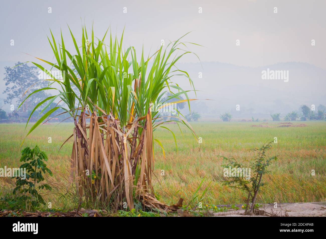 Sugarcane Wallpaper