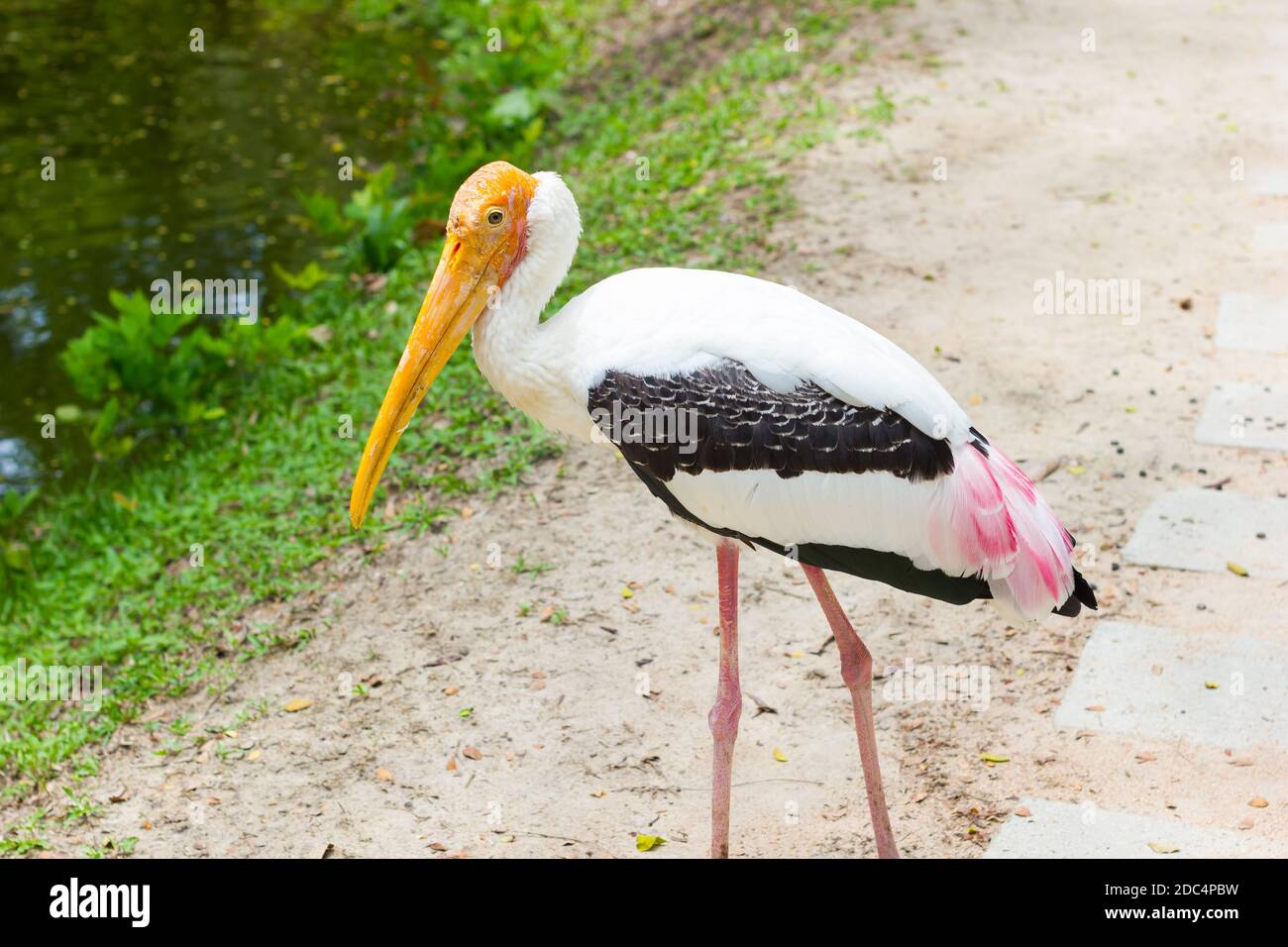 Marabou Stork Walking High Resolution Stock Photography and Images - Alamy