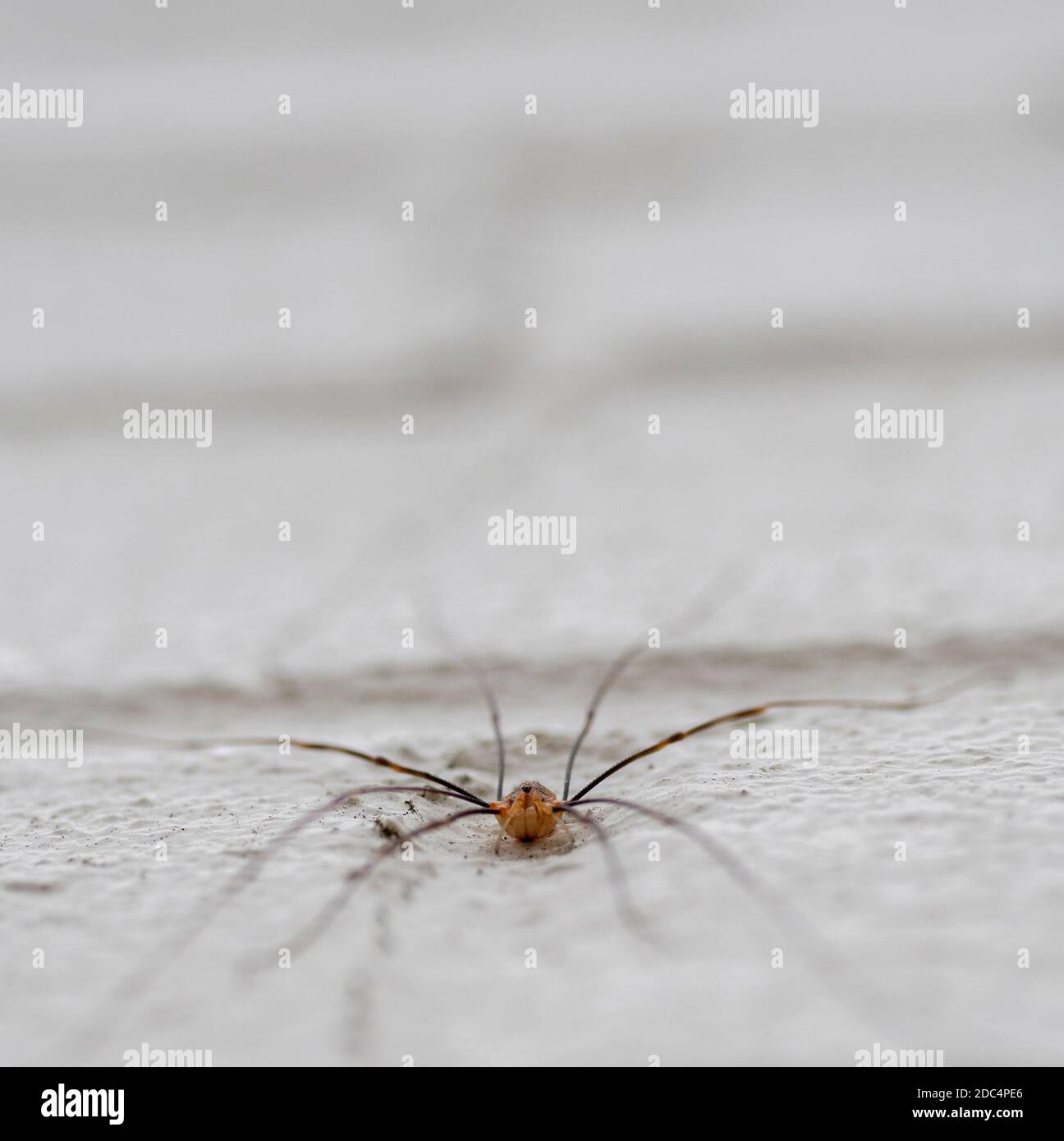 Common Harvestman (Phalangium opilio) spider on white brick wall Stock ...