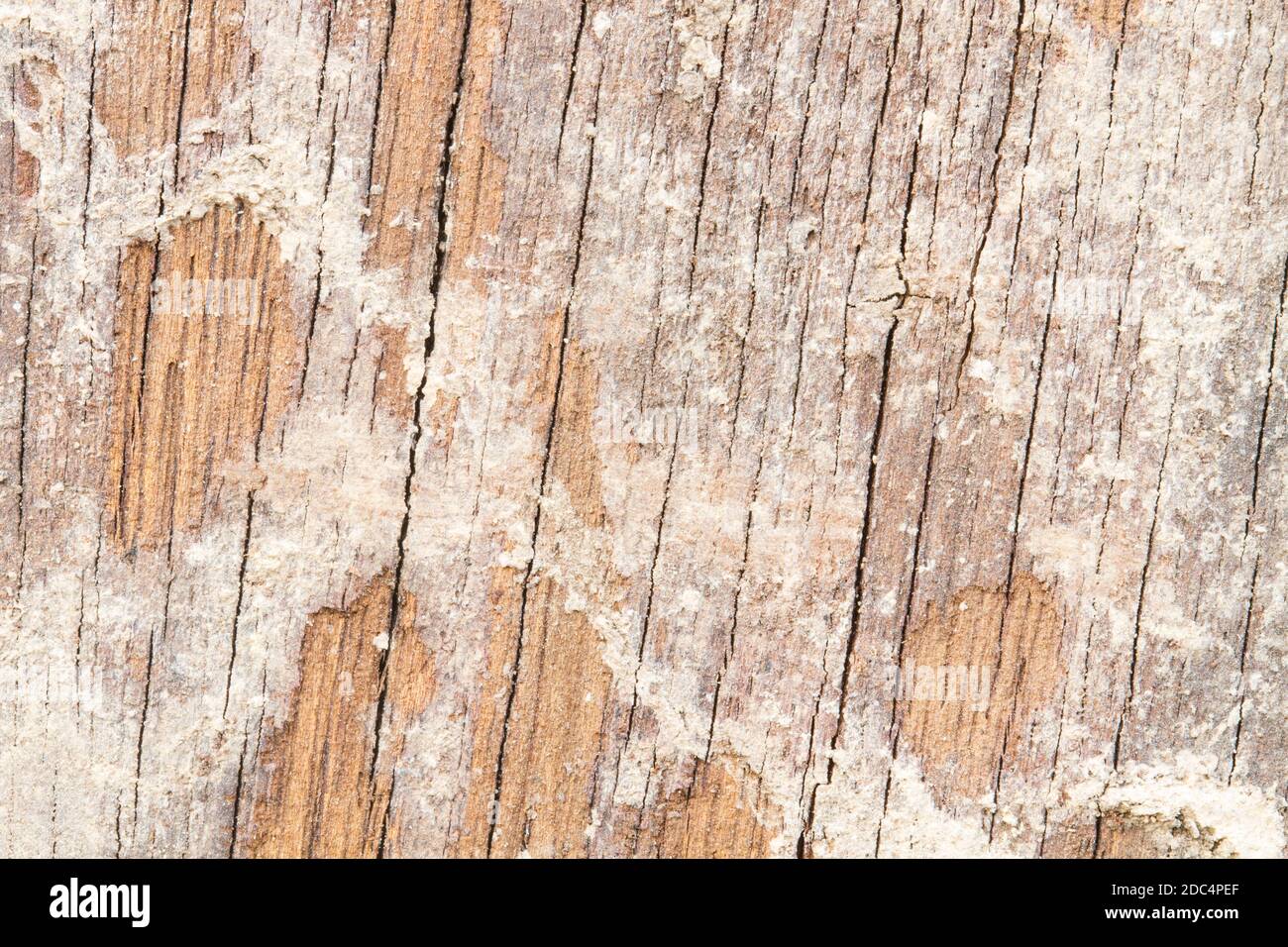 Soil from termite eaten wood wall old until disintegrated Stock Photo ...