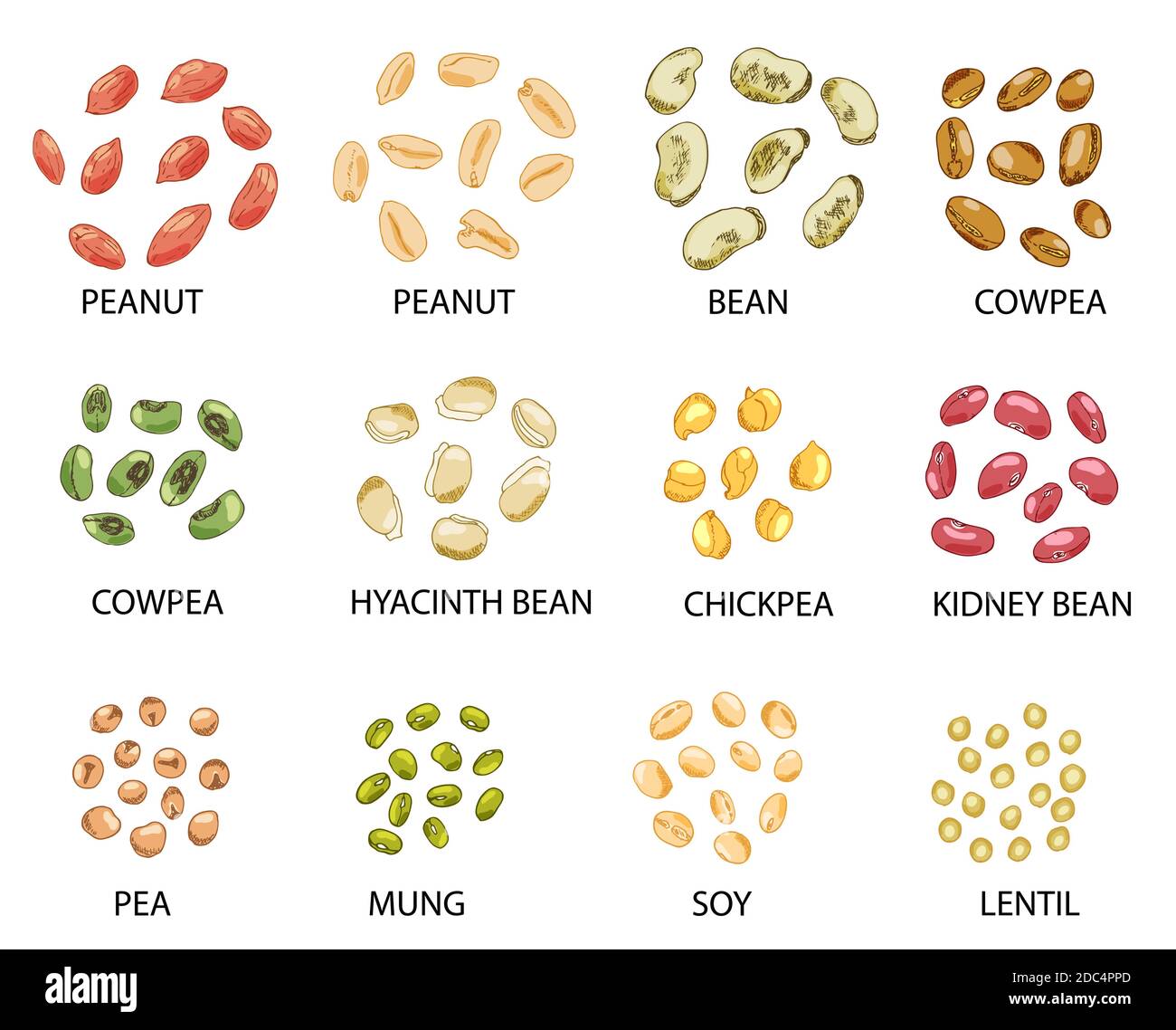 Set of hand drawn colored beans seeds isolated on white. Peanut, bean ...