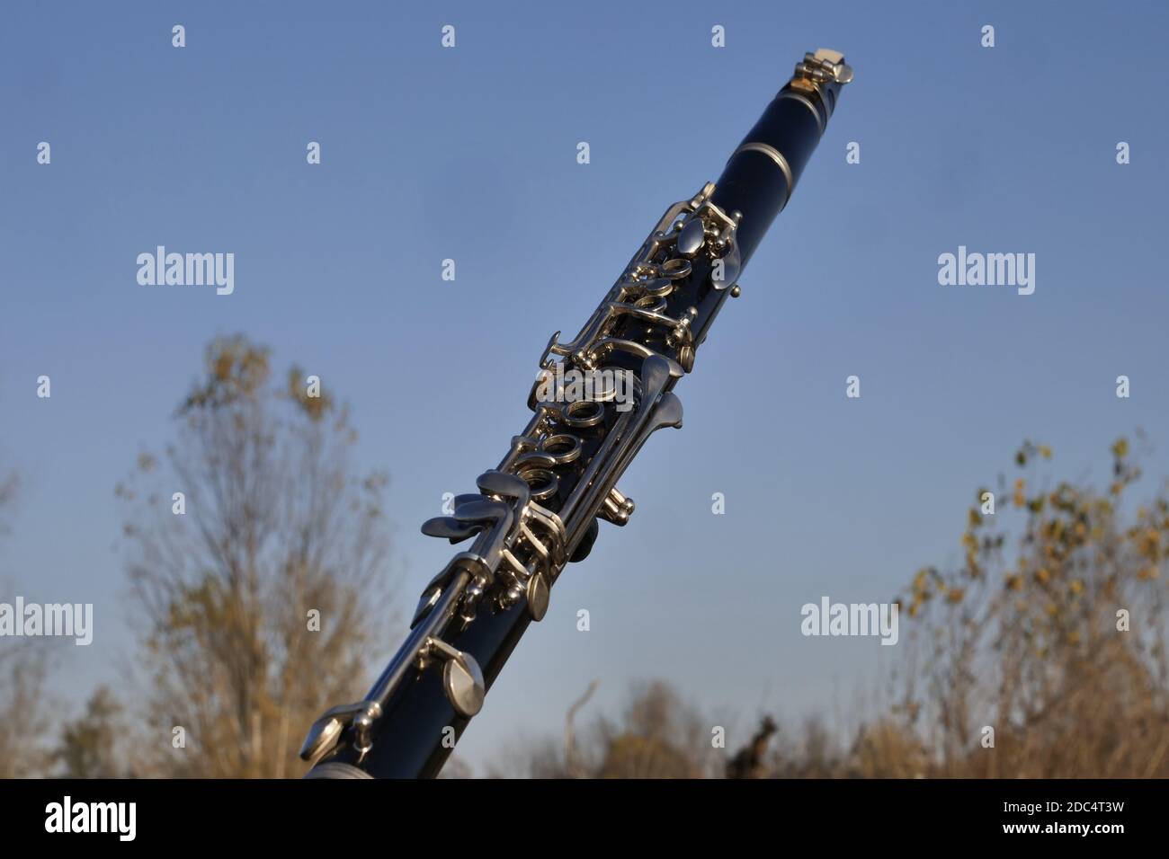 Zoom on clarinet reed placed over a trunk along Brembo river, Bergamo ...