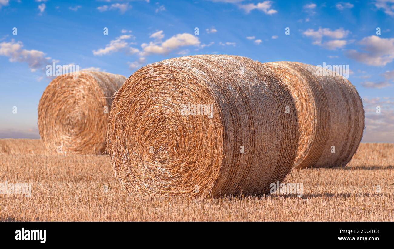 Bales on the field, big yellow round Stock Photo - Alamy