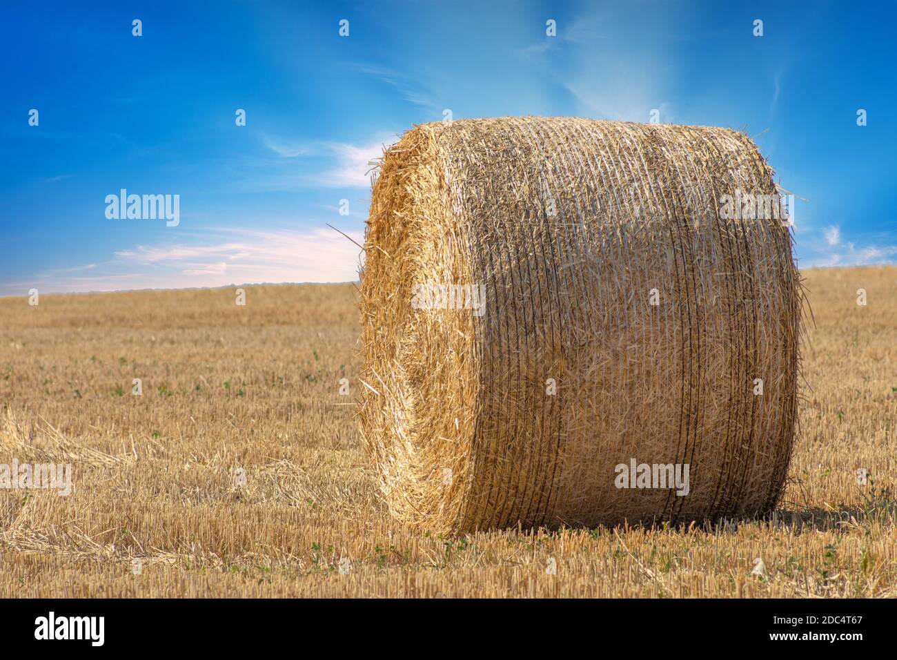 Bales on the field, big yellow round Stock Photo - Alamy