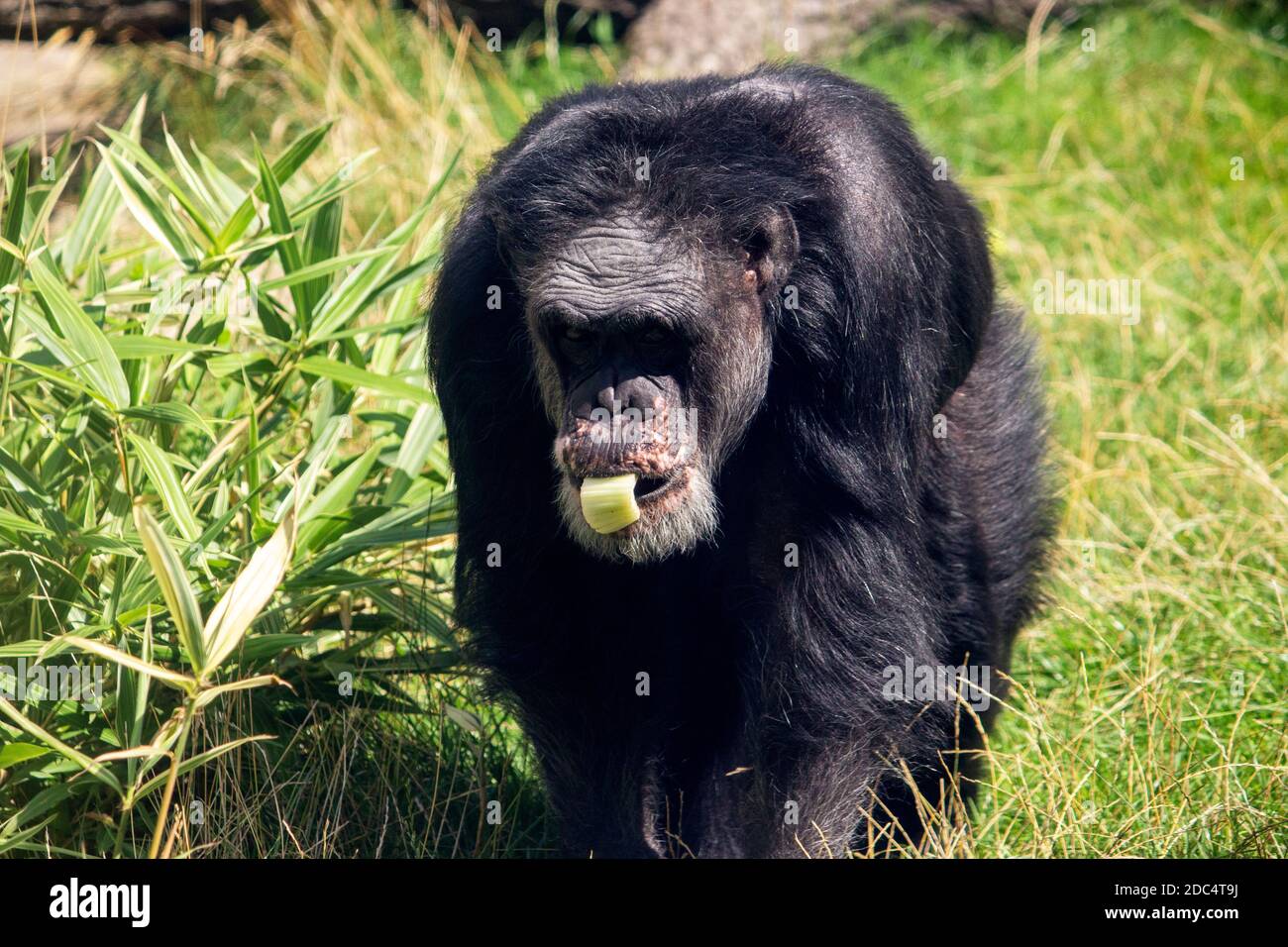Chimpanzee food hi-res stock photography and images - Alamy
