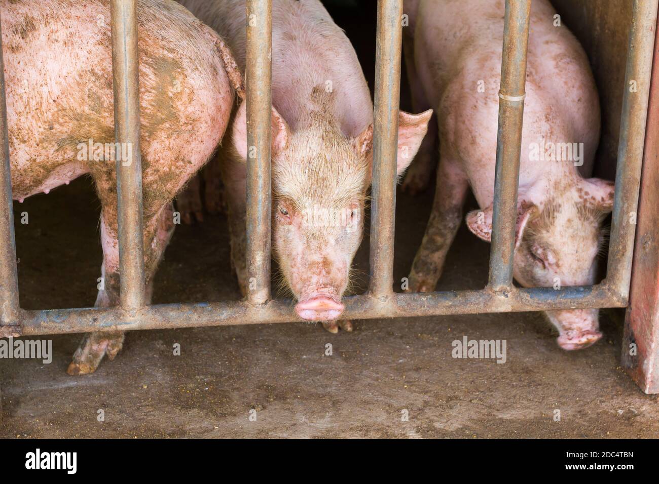 Dirty pigs hi-res stock photography and images - Alamy