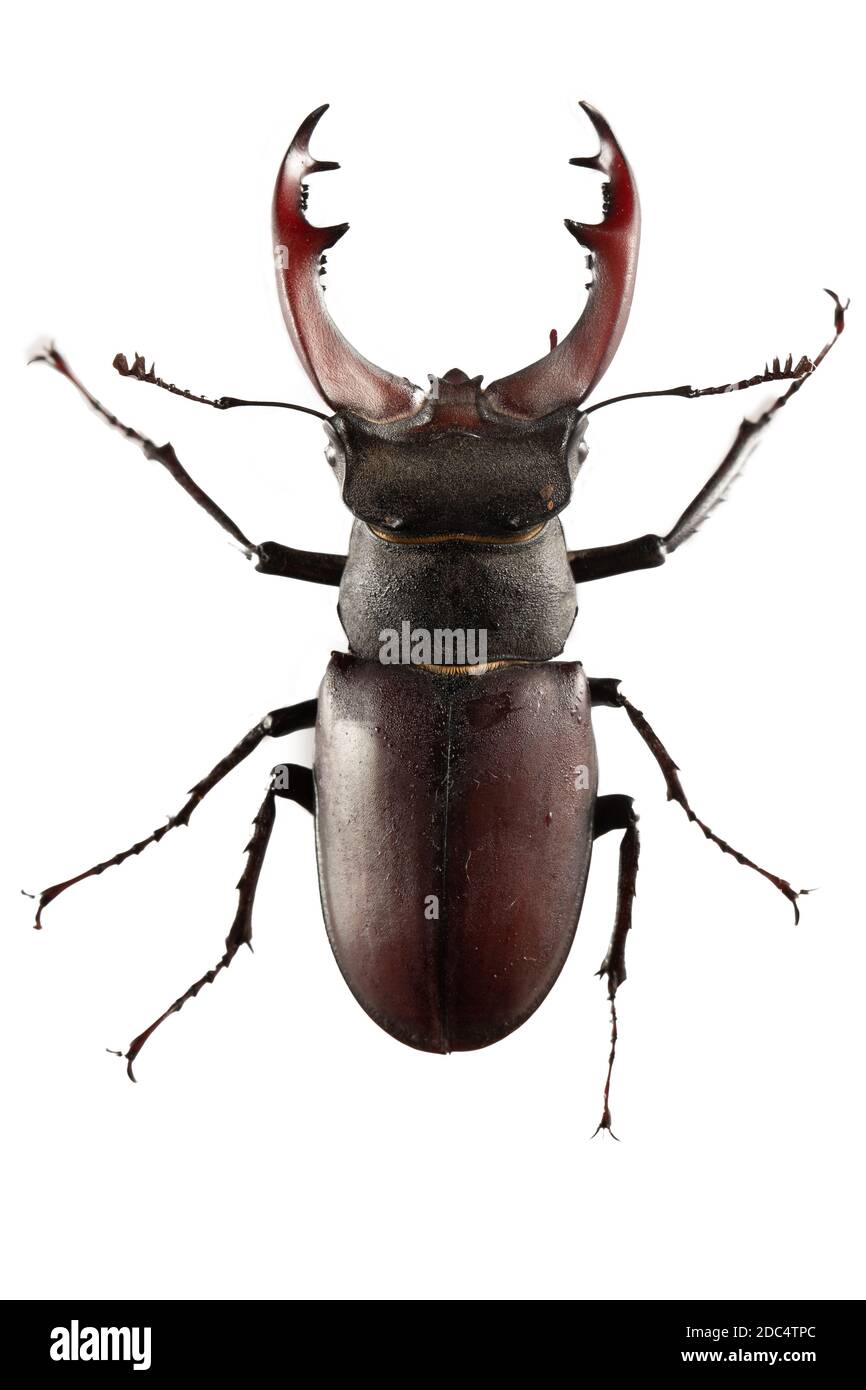 Lucanus cervus insect is listed in the Red Book Stock Photo - Alamy