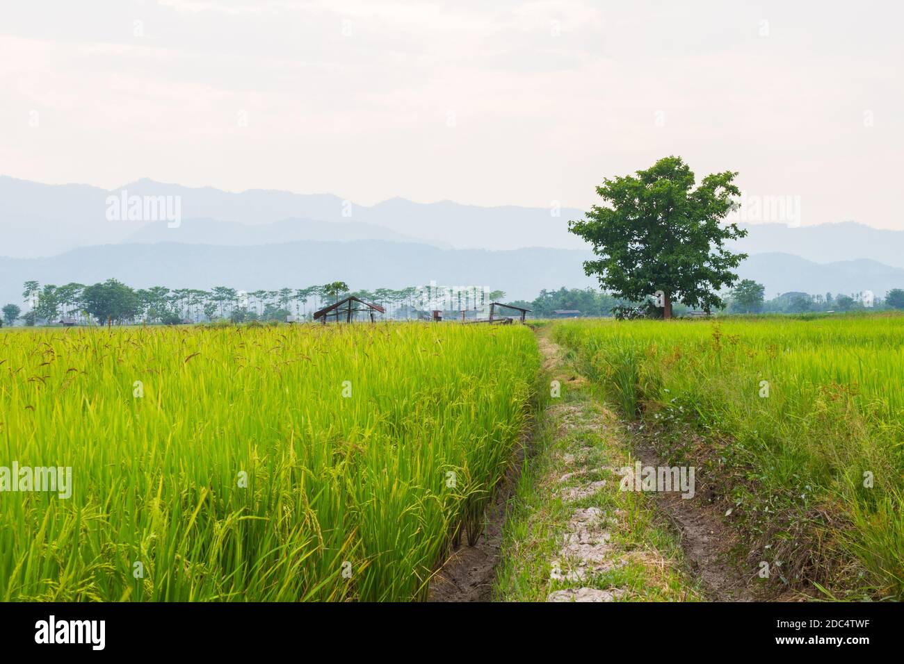 Traces of the wheel in the rice field with big tree in the background ...