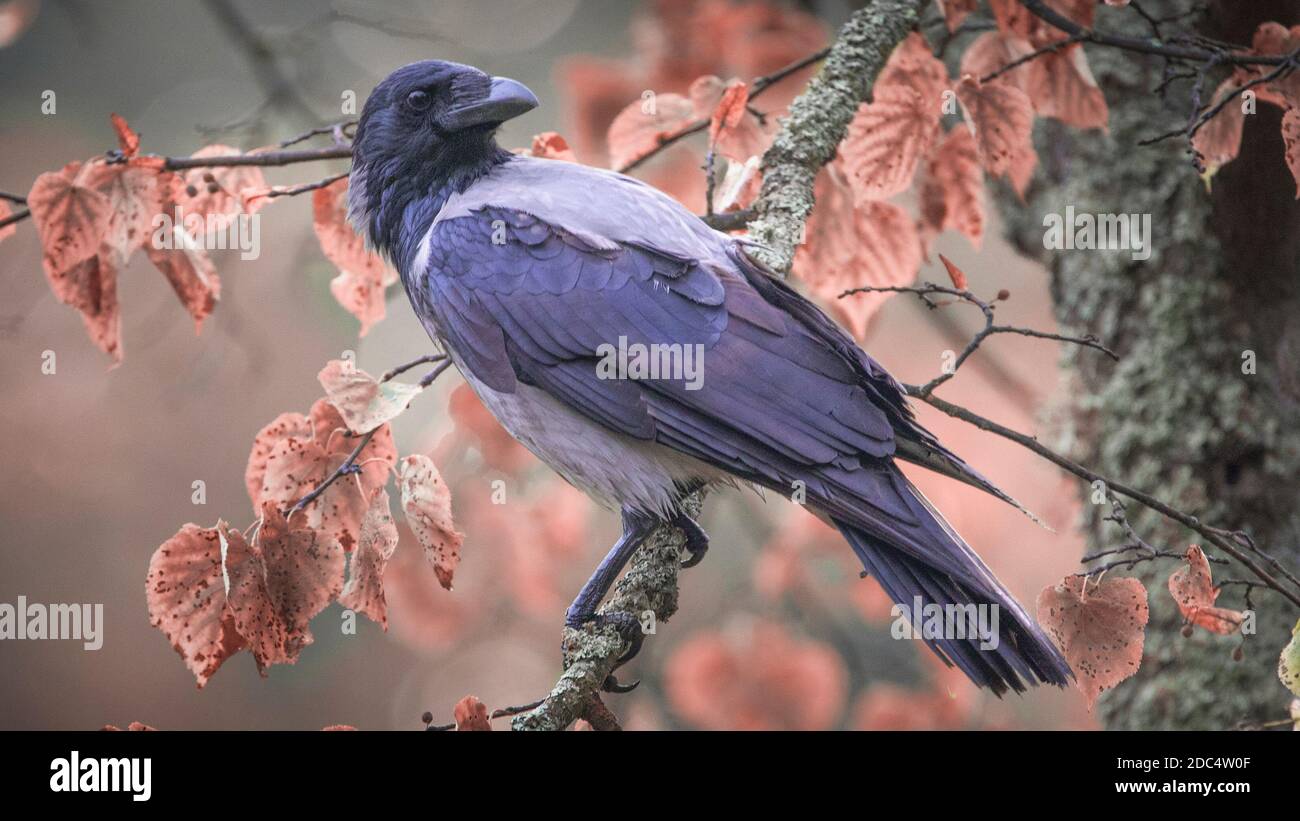 Crow Landing High Resolution Stock Photography and Images - Alamy