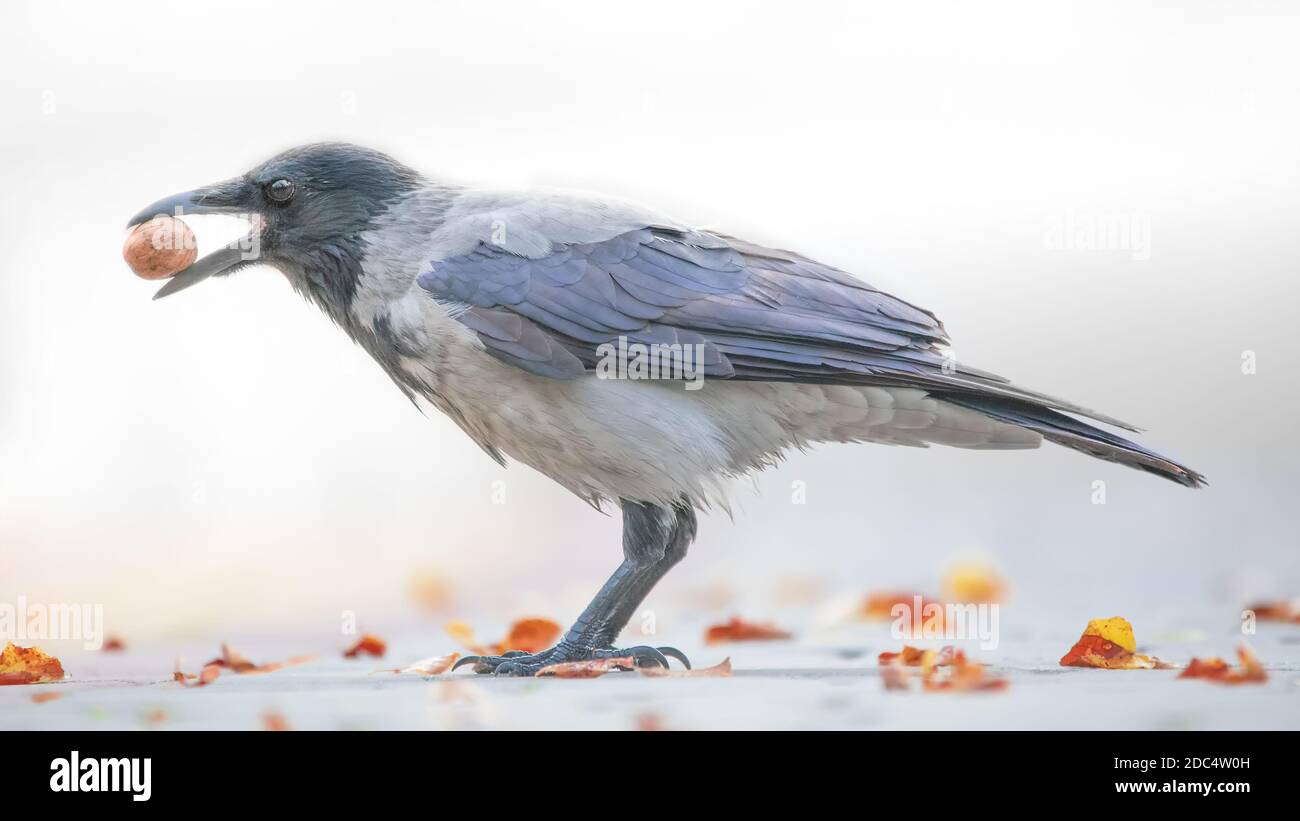 Crow Landing High Resolution Stock Photography and Images - Alamy
