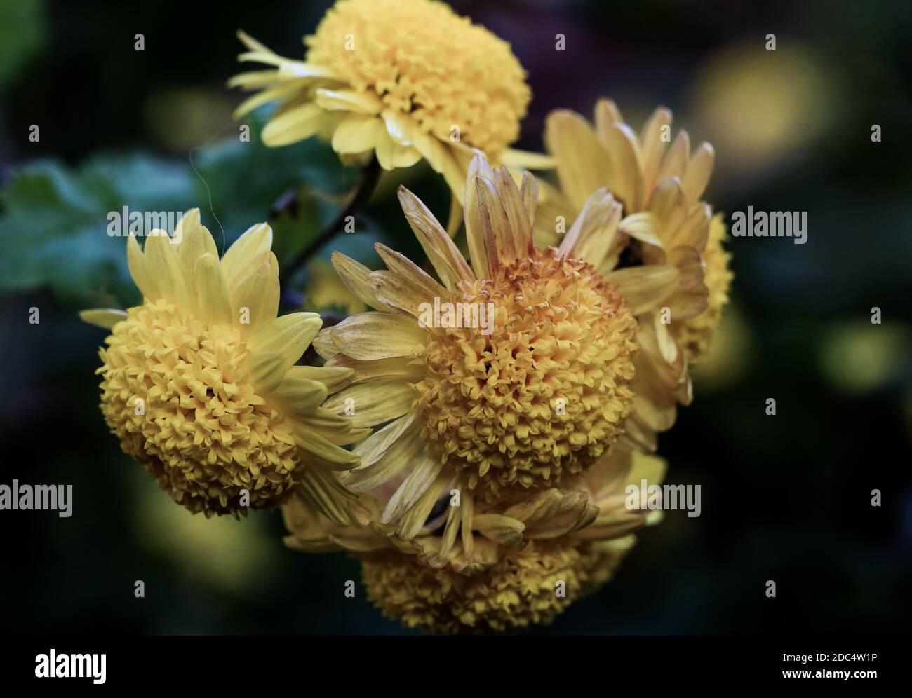 Yellow flowers photography hi-res stock photography and images - Alamy