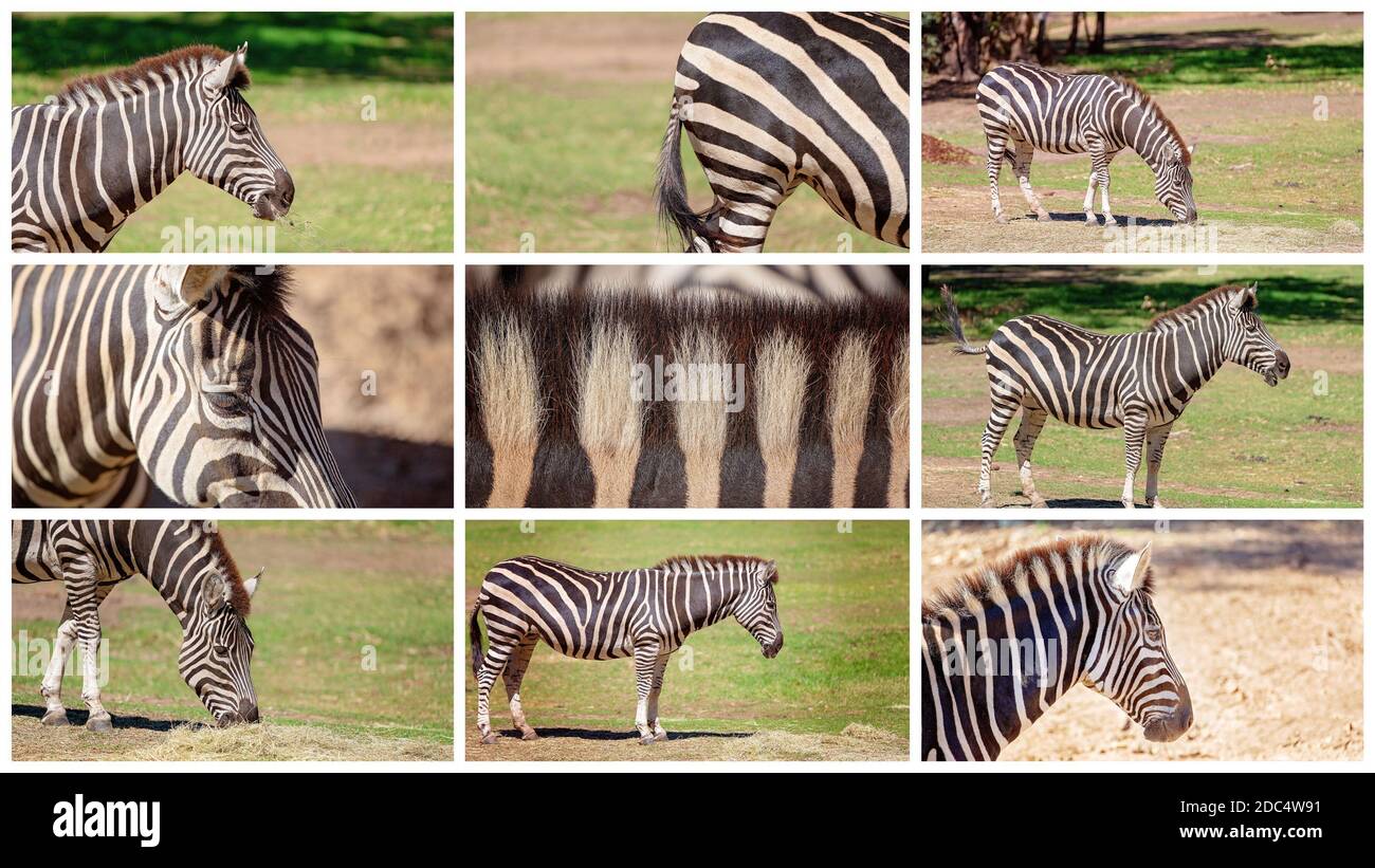 Collage of nine images of a zebra Stock Photo - Alamy