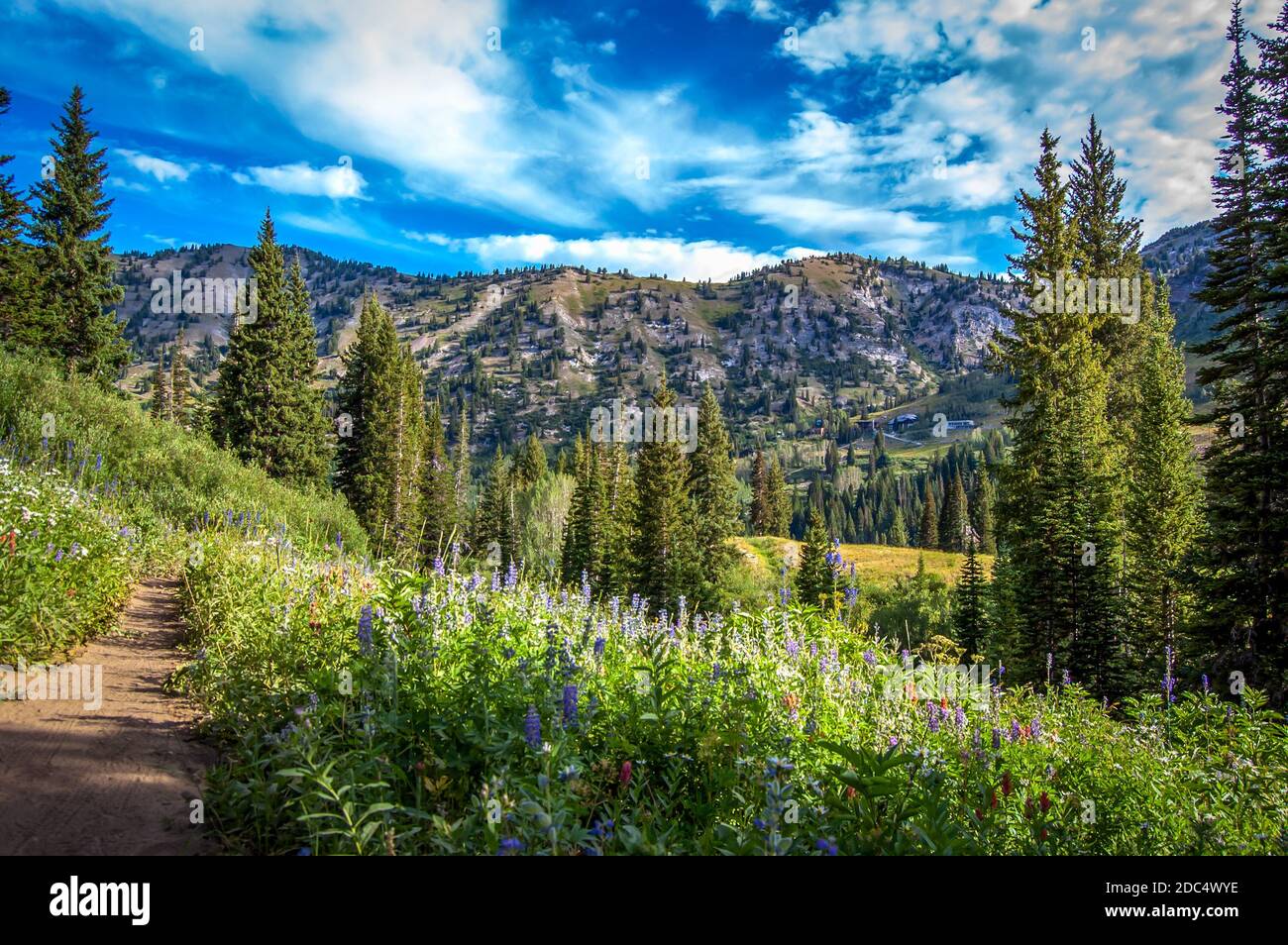 stunning mountain setting with pine trees, spring wild flowers and ...