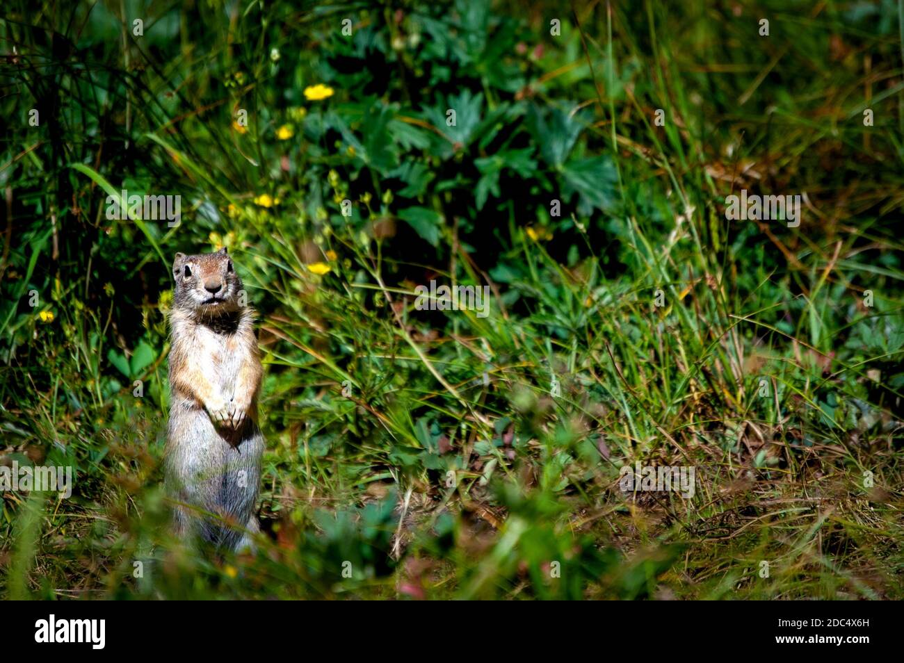curious ground squirrel standing at attention among tall green grass ...
