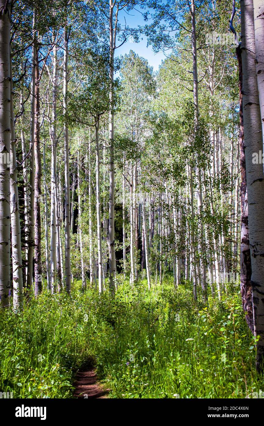 Tall aspen trees hi-res stock photography and images - Alamy