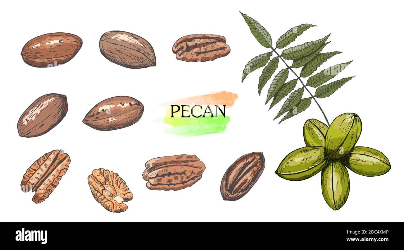 Hand drawn colored pecan nut set isolated on white background.Vintage ...