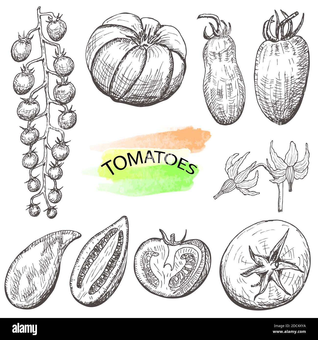 Cut half tomato vector drawing hi-res stock photography and images - Alamy