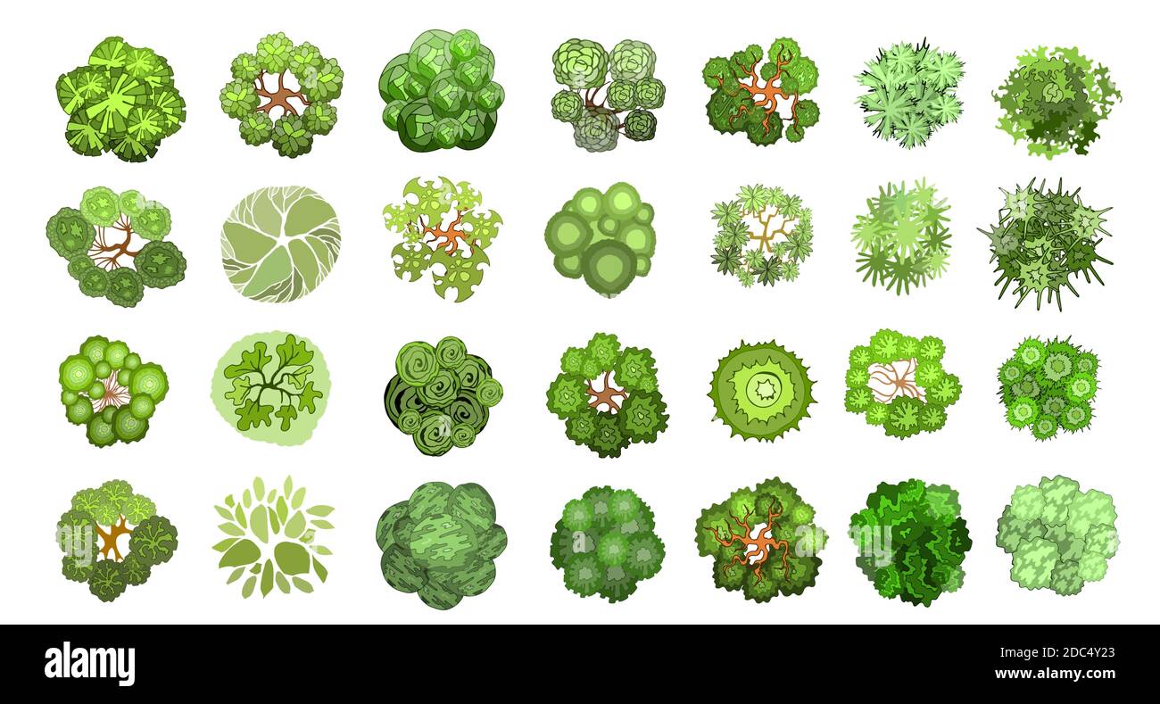 Trees Illustration Top View