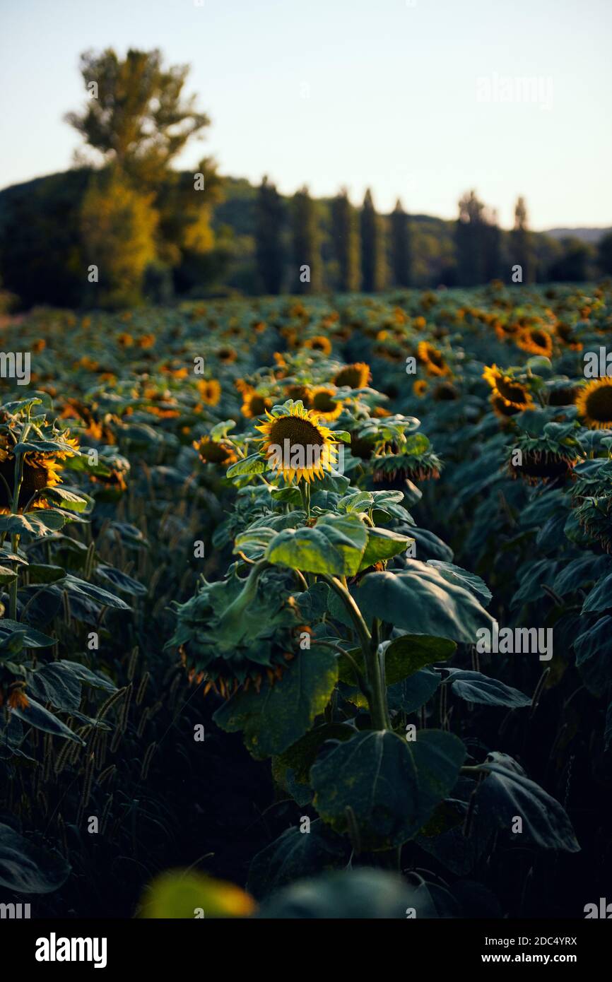 Sunflower fields in the Lot, France Stock Photo - Alamy