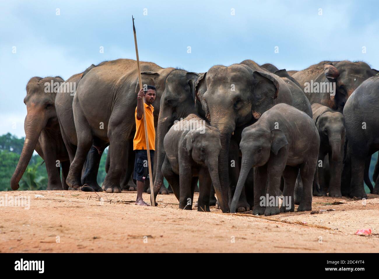 A mahout (elephant handler) stands with a herd of elephants within the ...
