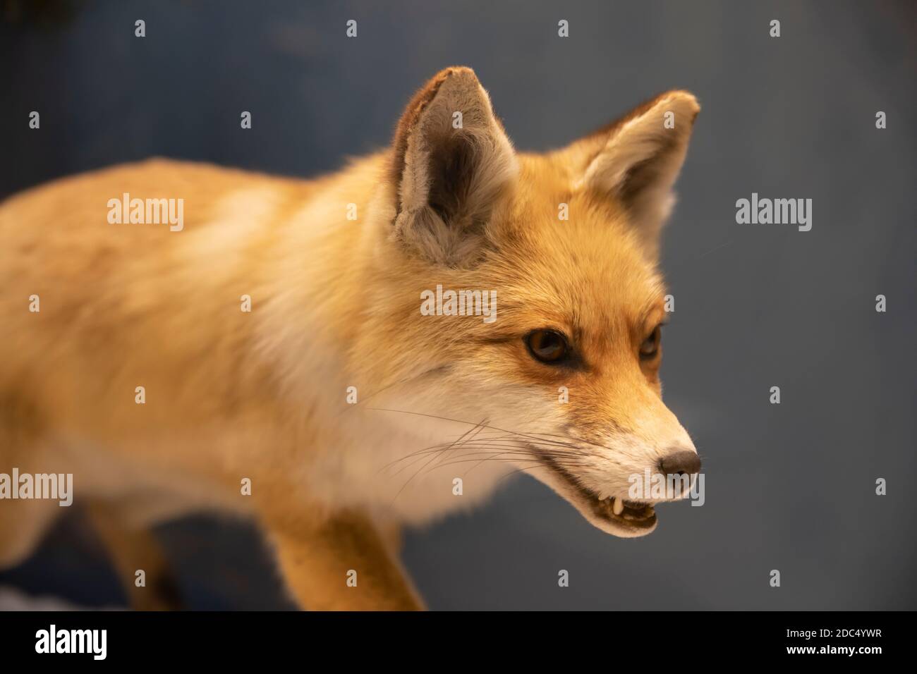 Taxidermy fox mount specimen. Side view. Medium shot Stock Photo - Alamy