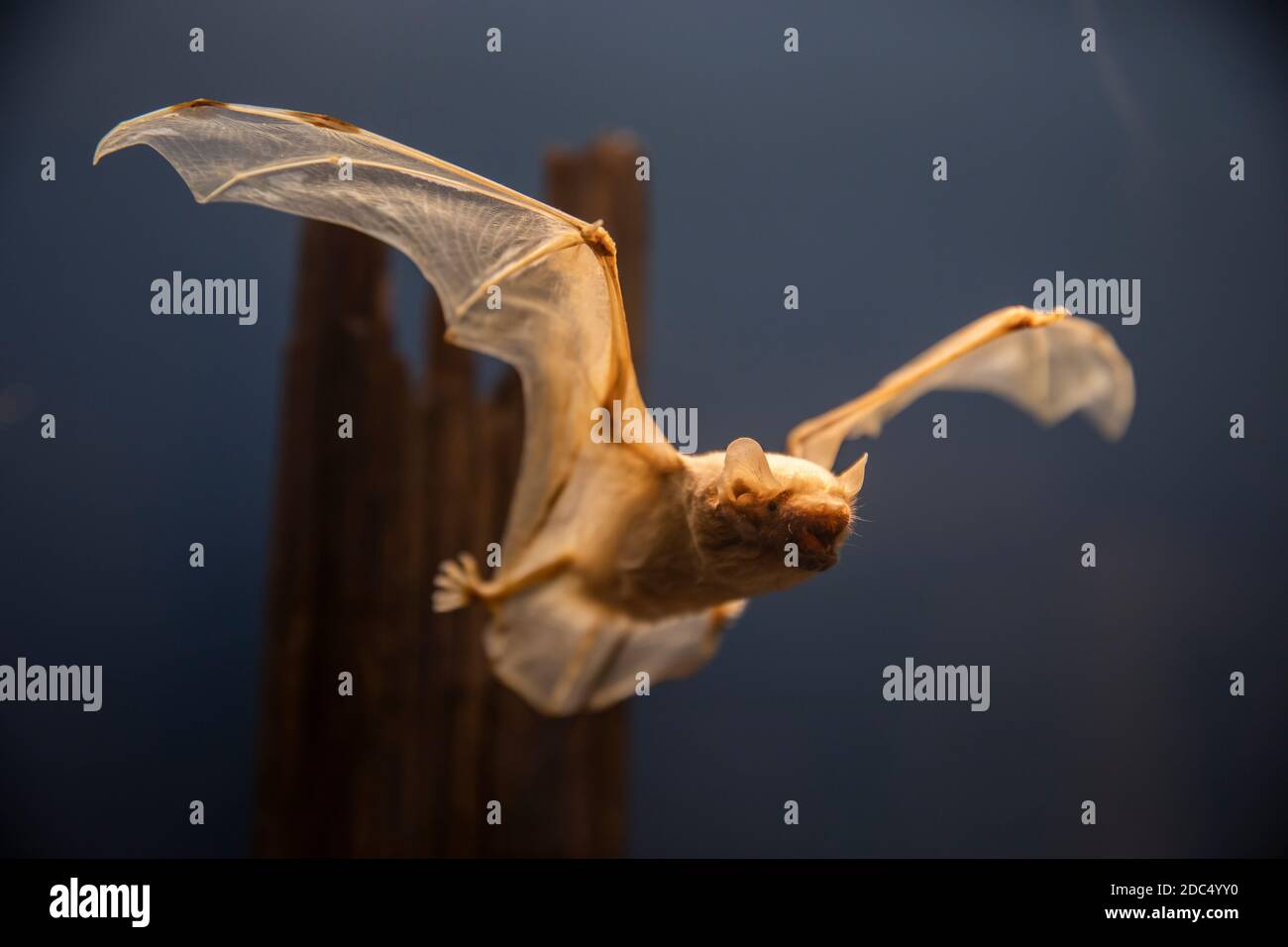 Taxidermy bat mount specimen flying. Full length Stock Photo - Alamy
