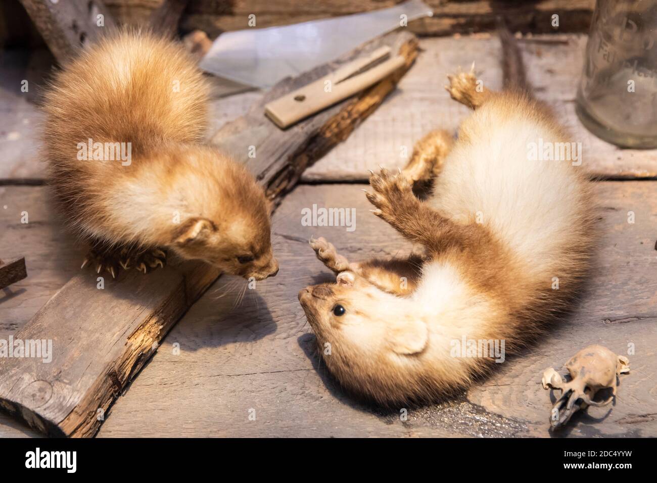 Playing weasel hi-res stock photography and images - Alamy